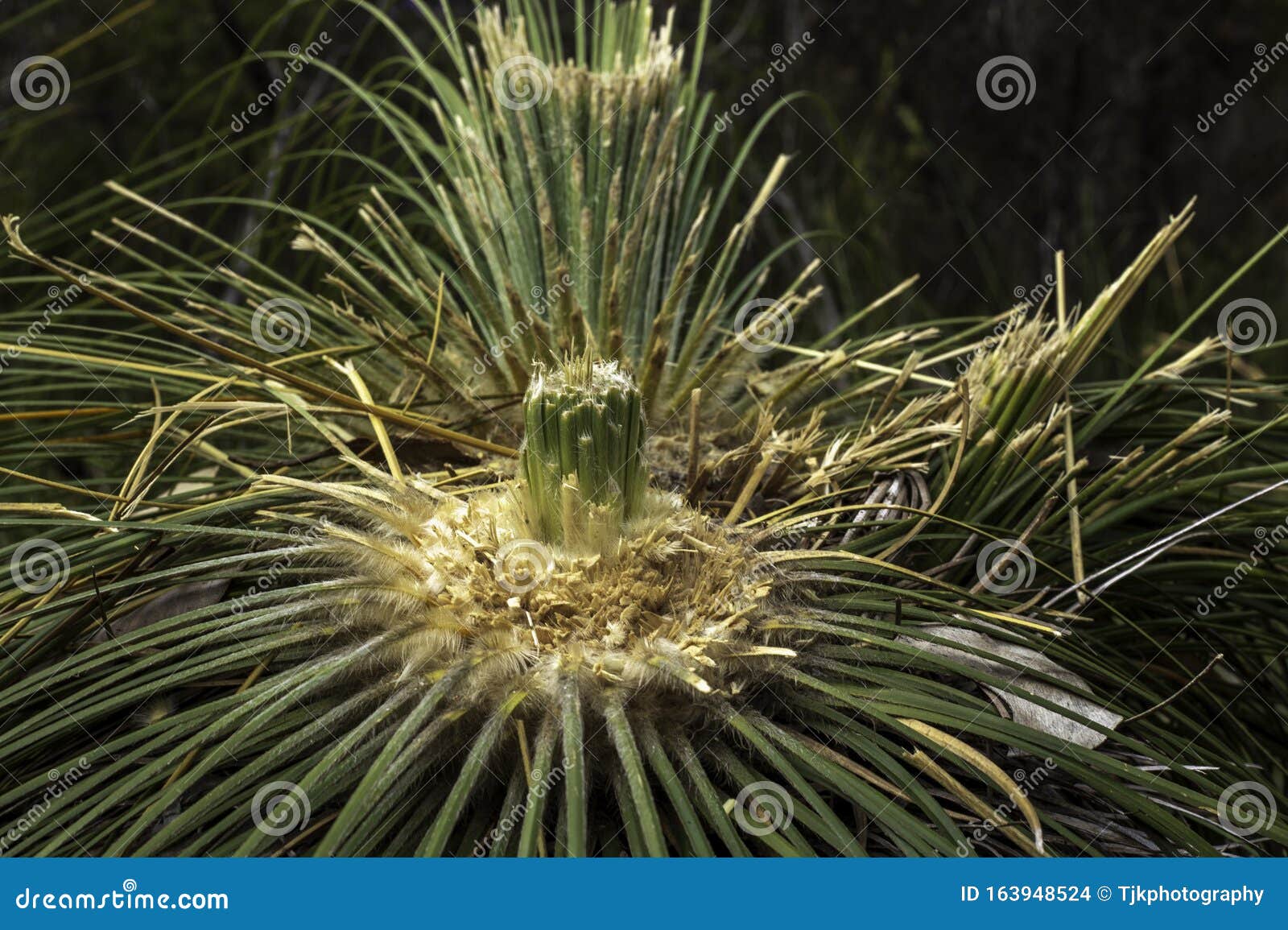 Grass Tree in Western Australia Stock Photo - Image of desert, nature ...
