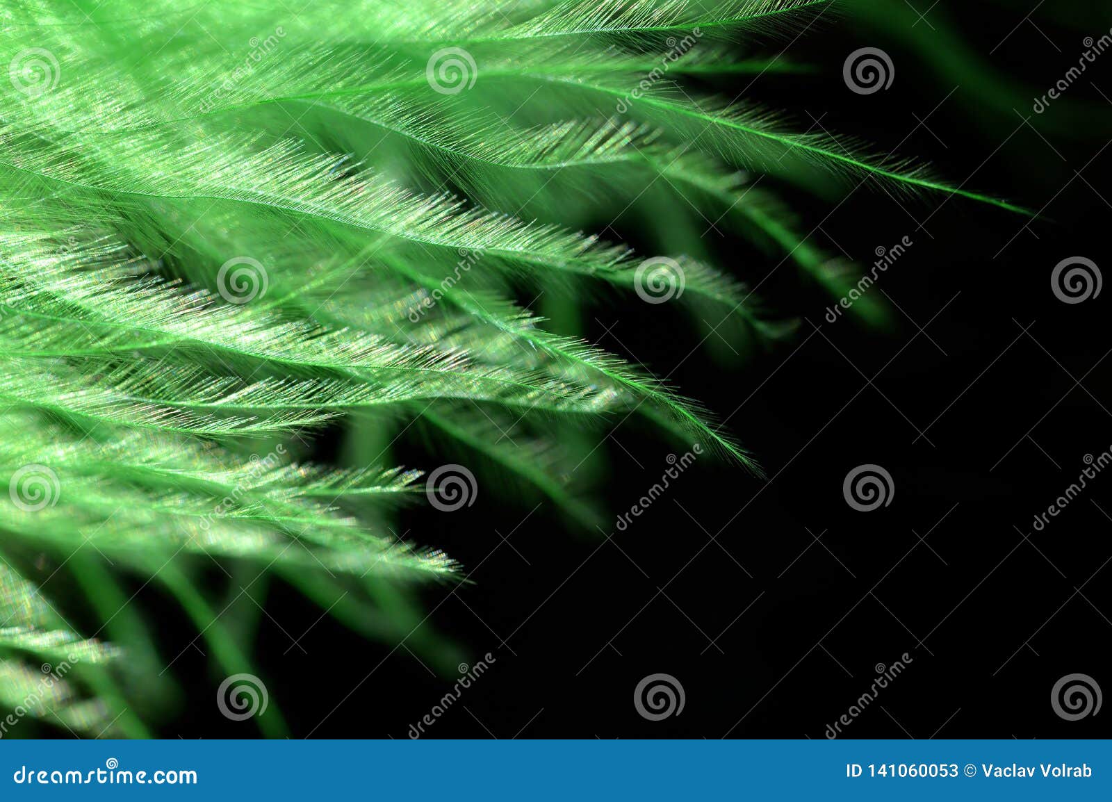 Close Up Fluffy Green Feather. Stock Image - Image of detail, blur ...