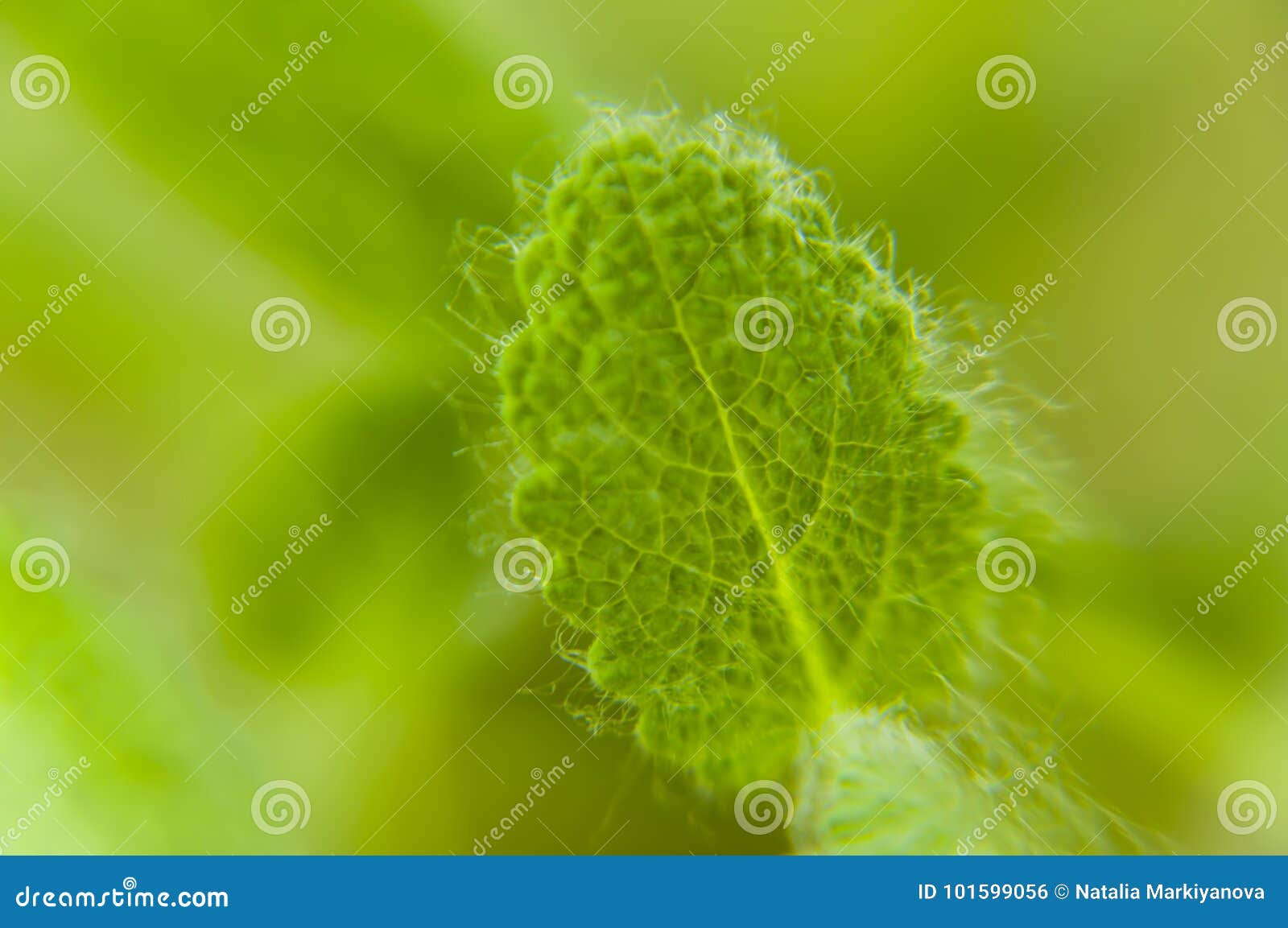 Sage stock photo. Image of grass, leaf, agriculture - 101599056