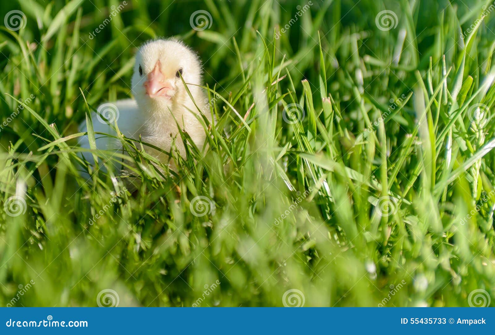 Close Up of Fluffy Yellow Chick in Long Grass Stock Image - Image of ...