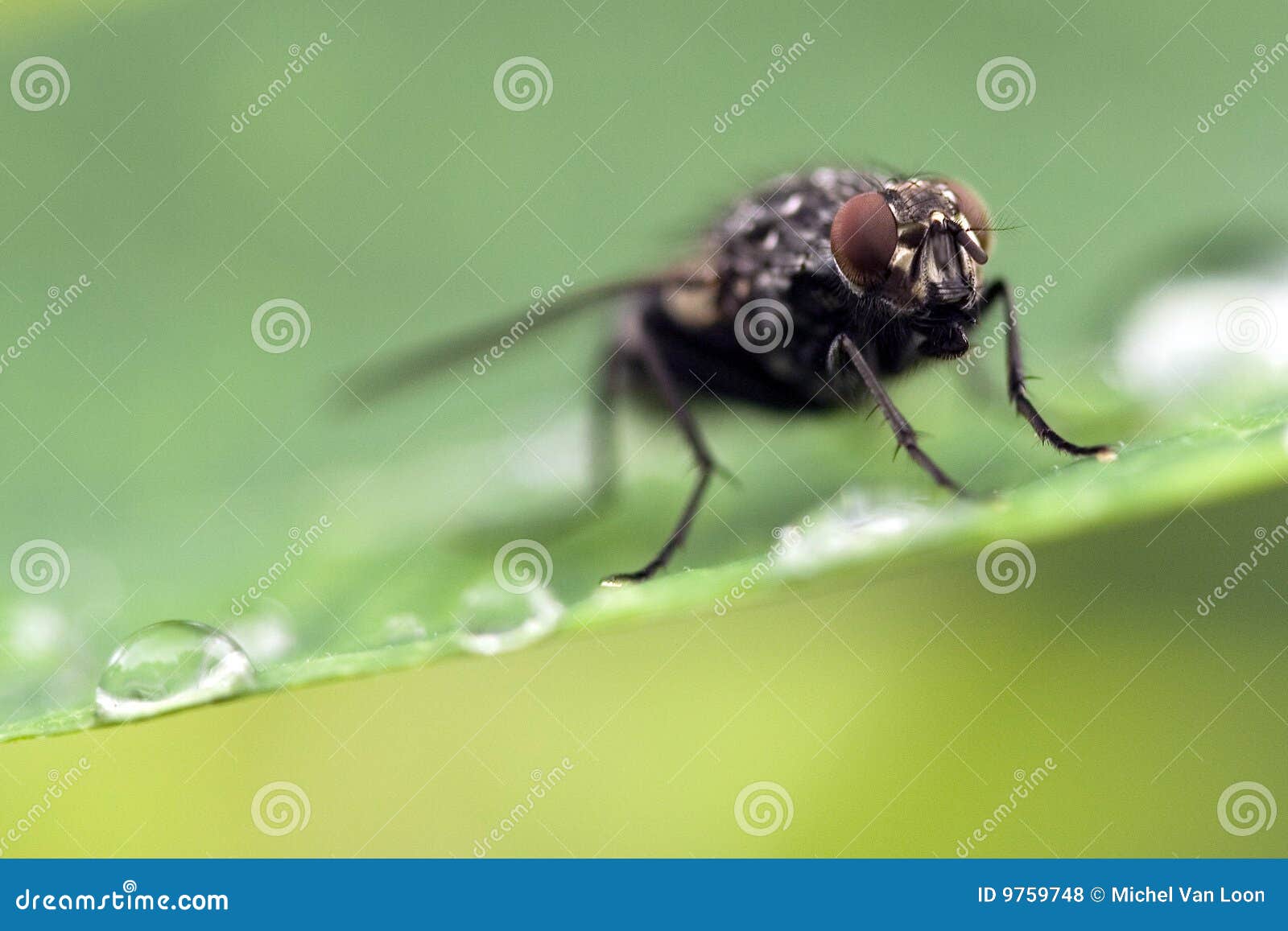 Close up fly stock photo. Image of insect, face, creature - 9759748