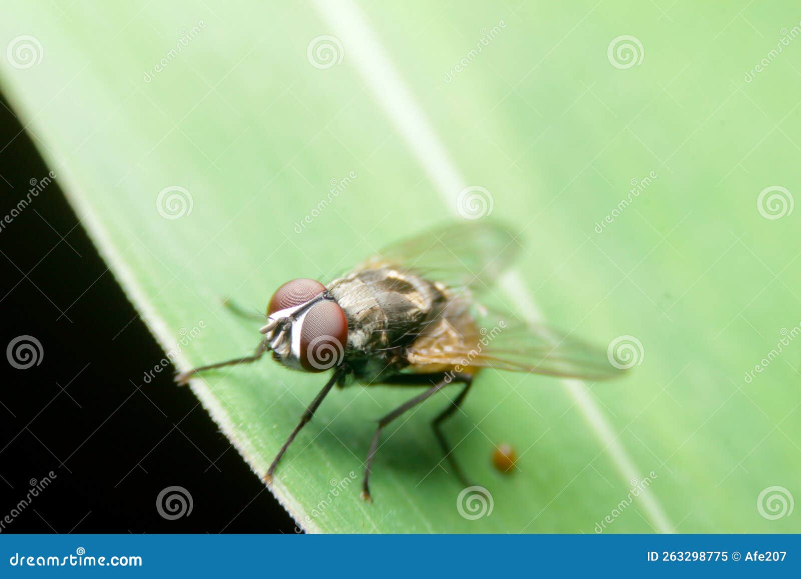 Close-up Fly Dropping Poop on Leaf Stock Image - Image of outdoor ...
