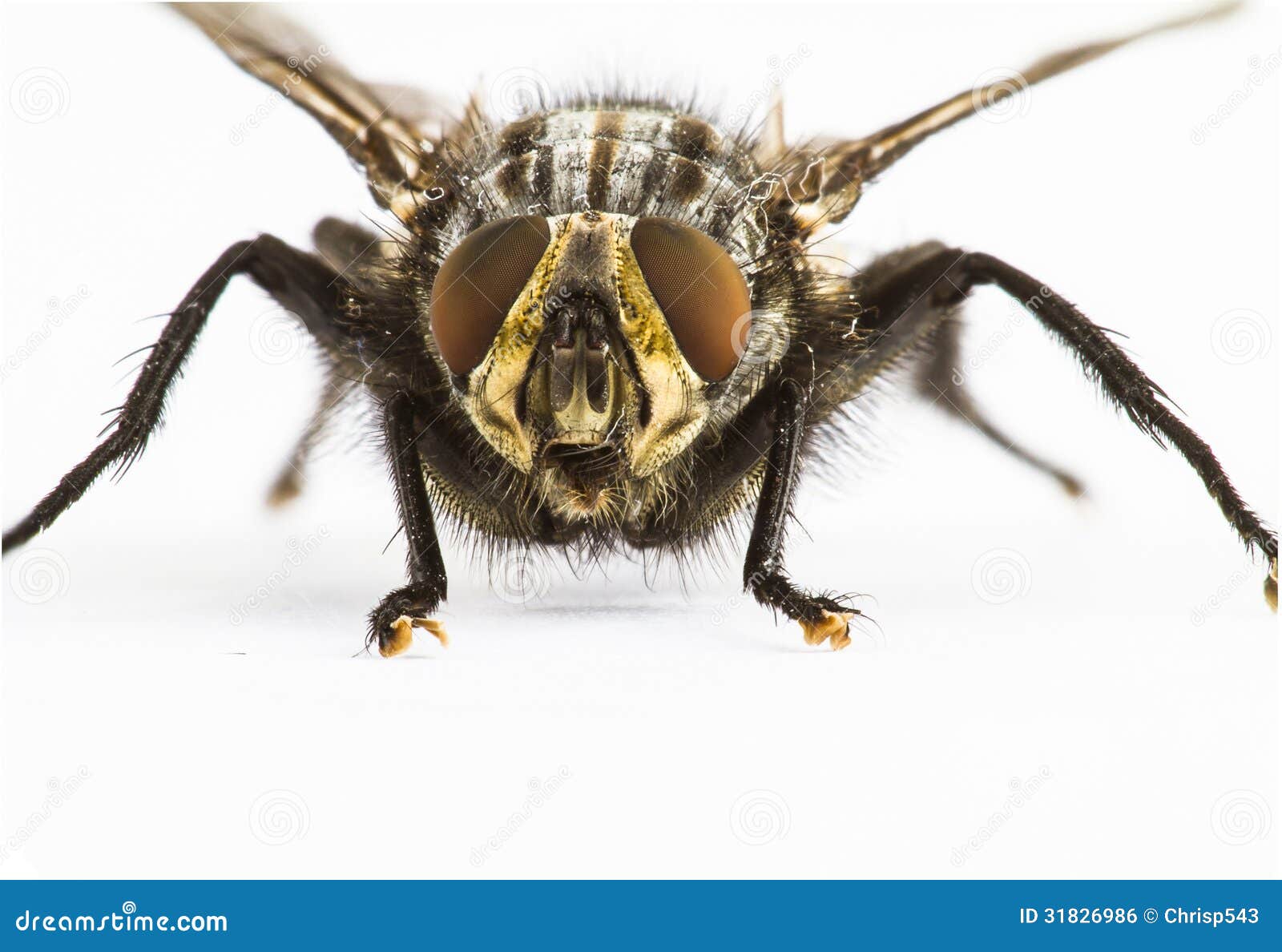 Close Up of Fly Facing Camera Stock Photo - Image of antenna, pest ...
