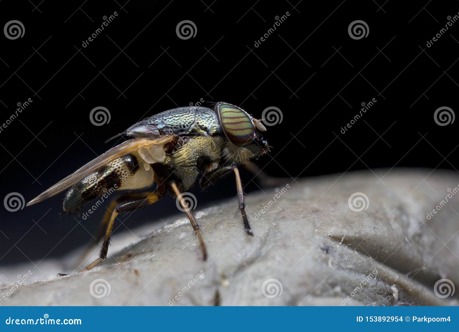 Close up fly stock photo. Image of close, color, jumping - 153892954