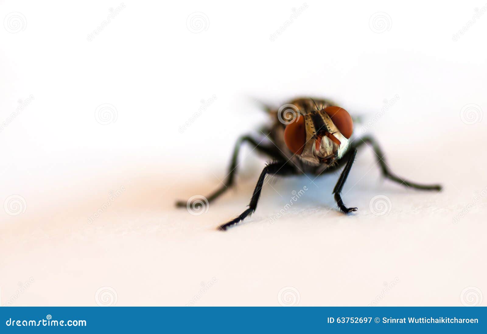 Close Up Fly Focus On Head Part Stock Image - Image of insect, head ...