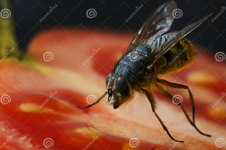 Close Up of Fly on Food stock image. Image of colour - 23864031