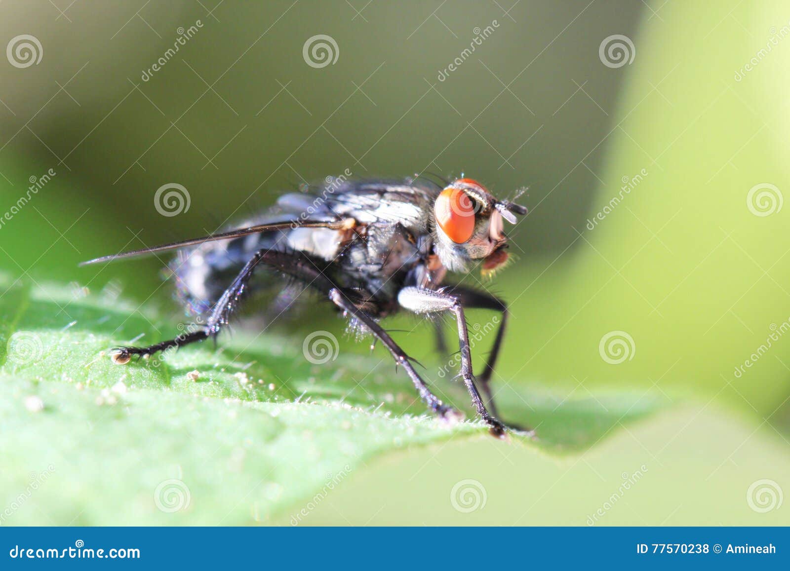 Close up of a fly stock photo. Image of insect, translucent - 77570238