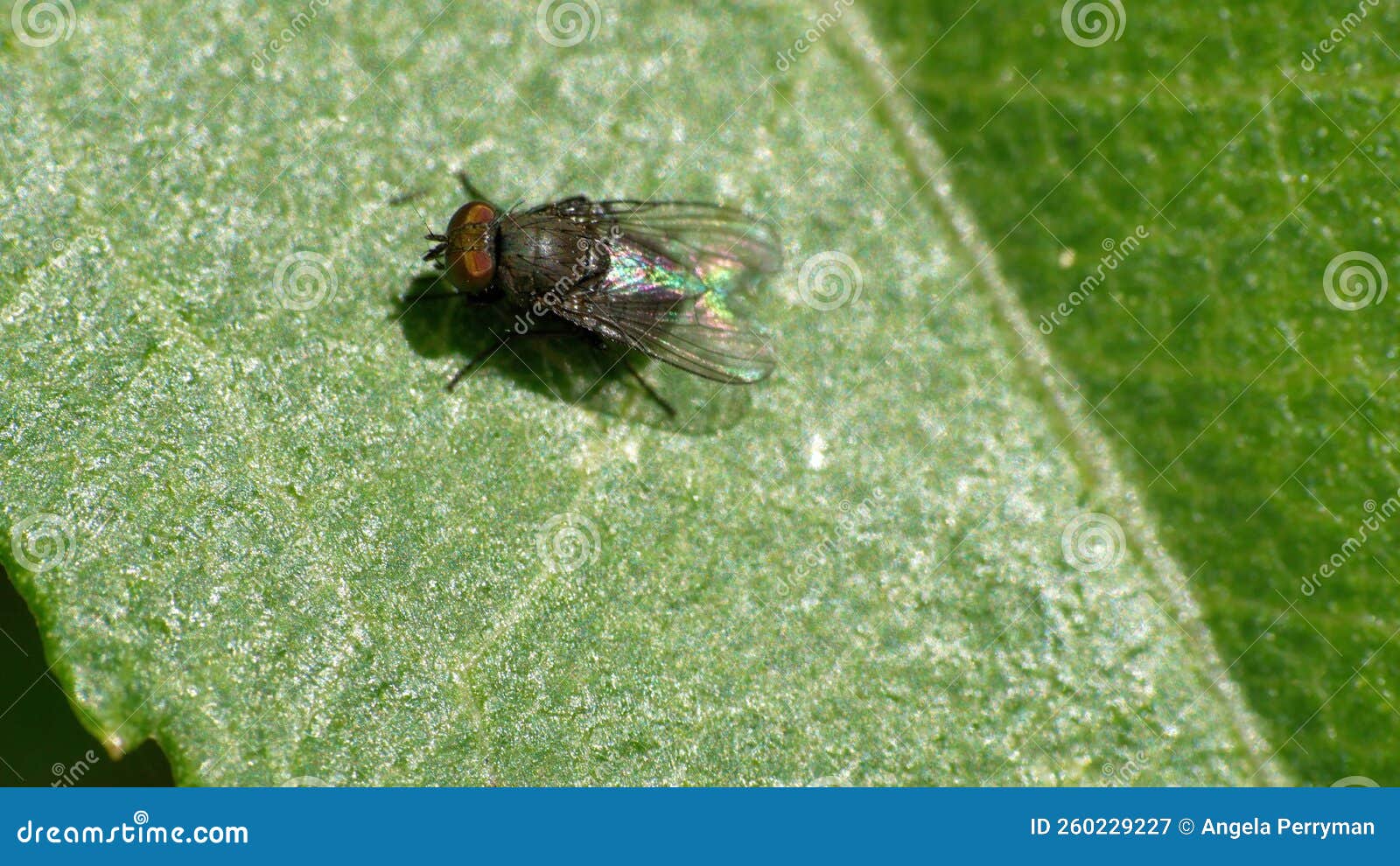 Close Up of a Fly on a Leaf Stock Image - Image of field, macro: 260229227