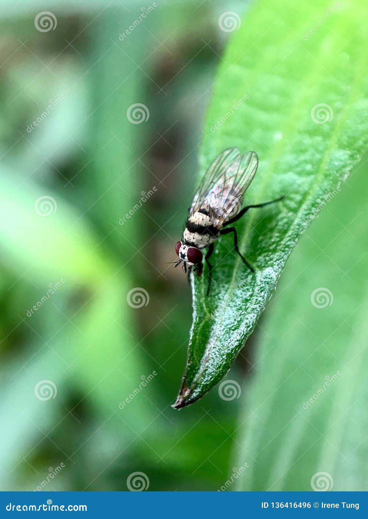 Close-Up of Fly on Leaf / Insect-Fly Stock Photo - Image of wing, leaf ...