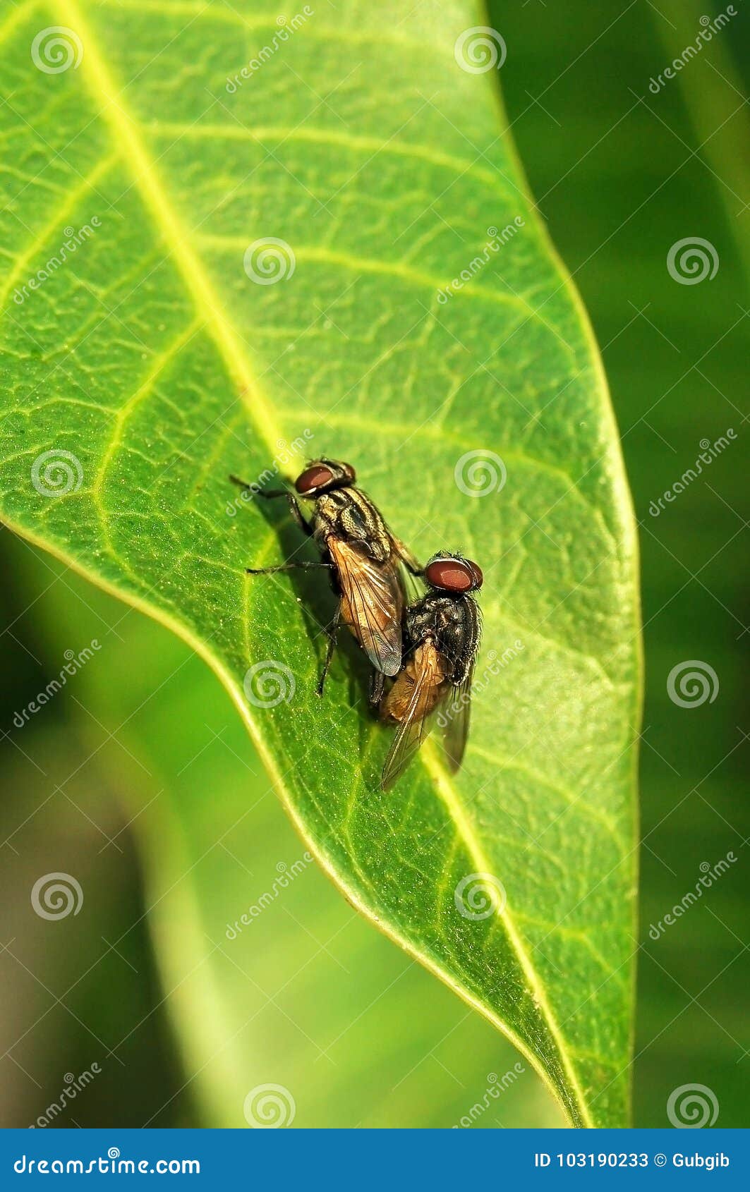 Close Up of Fly Making Love Stock Image - Image of leave, close: 103190233
