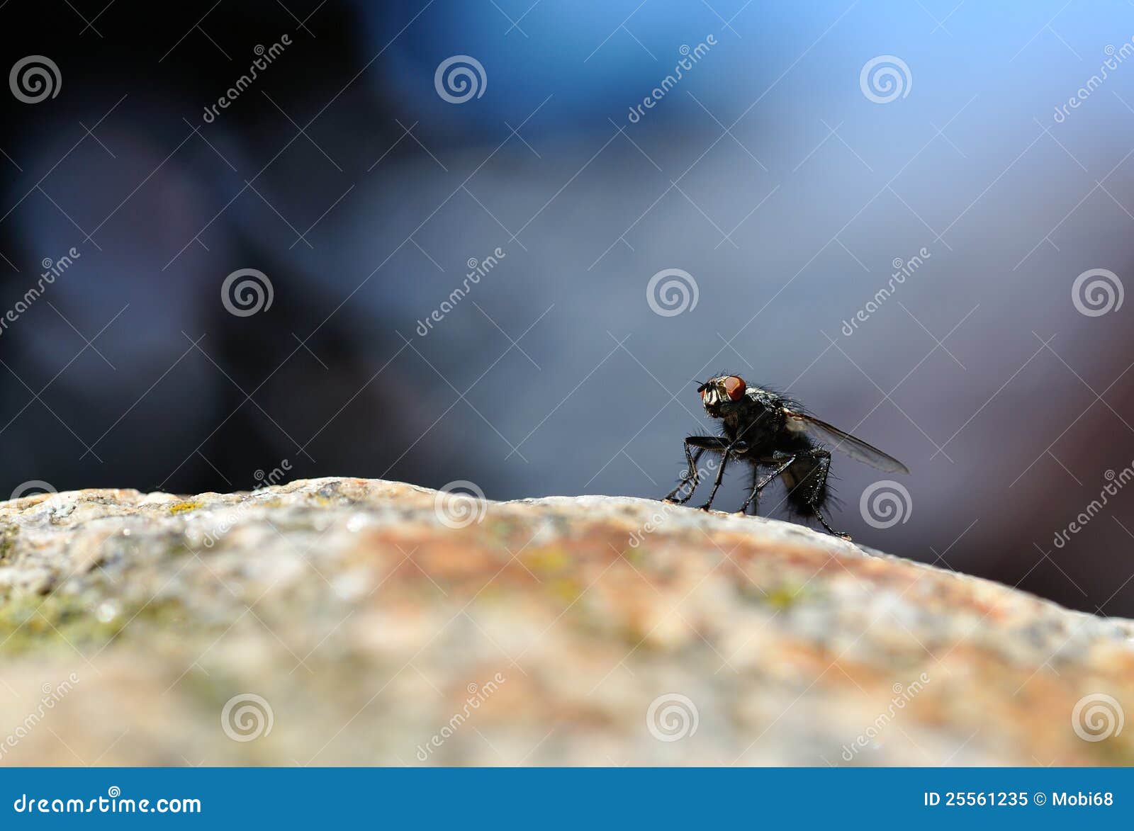 Close-up of a Fly on a Rock Stock Image - Image of hairy, insect: 25561235