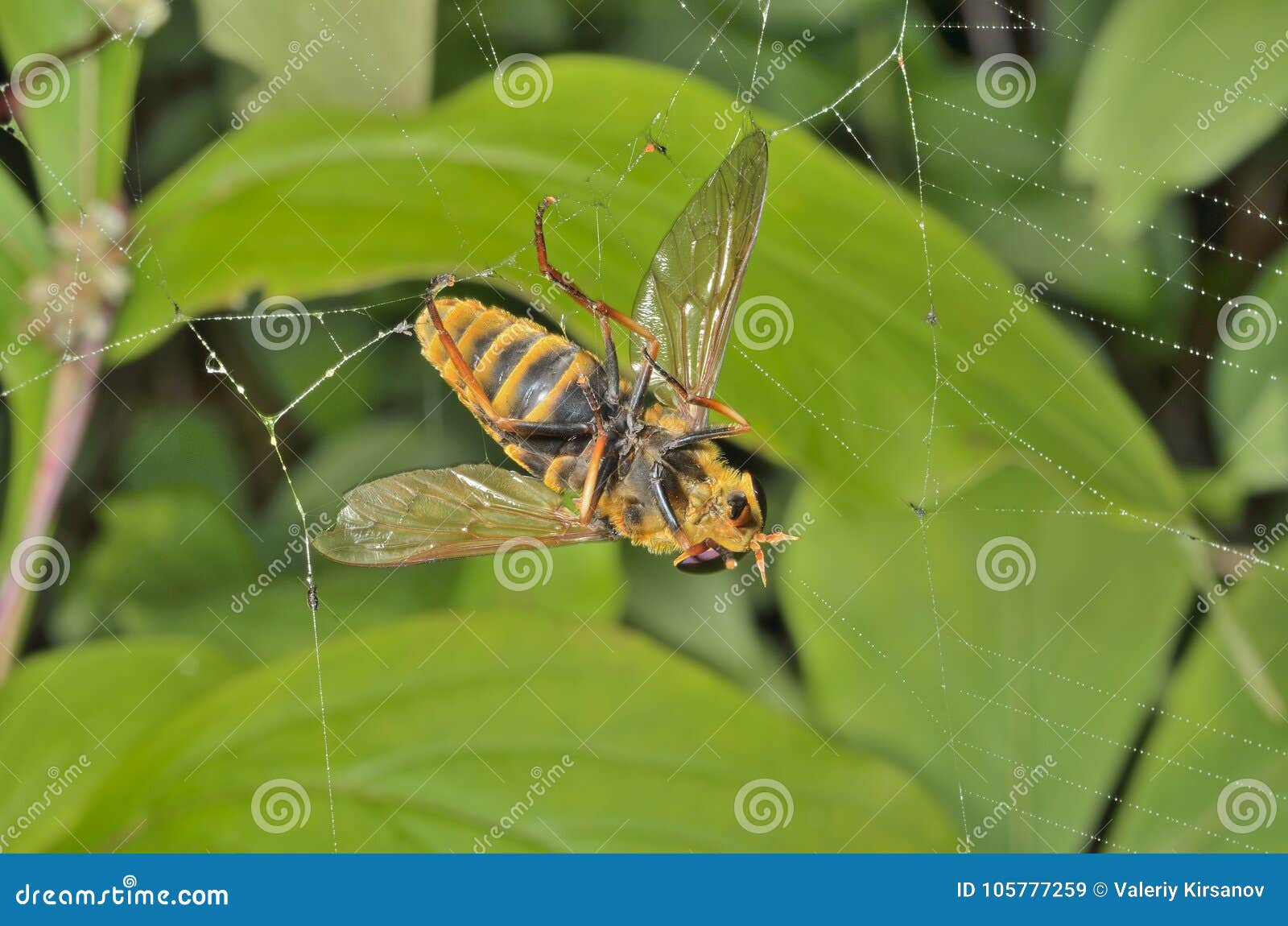 Fly in spider-web 2 stock image. Image of caught, nature - 105777259