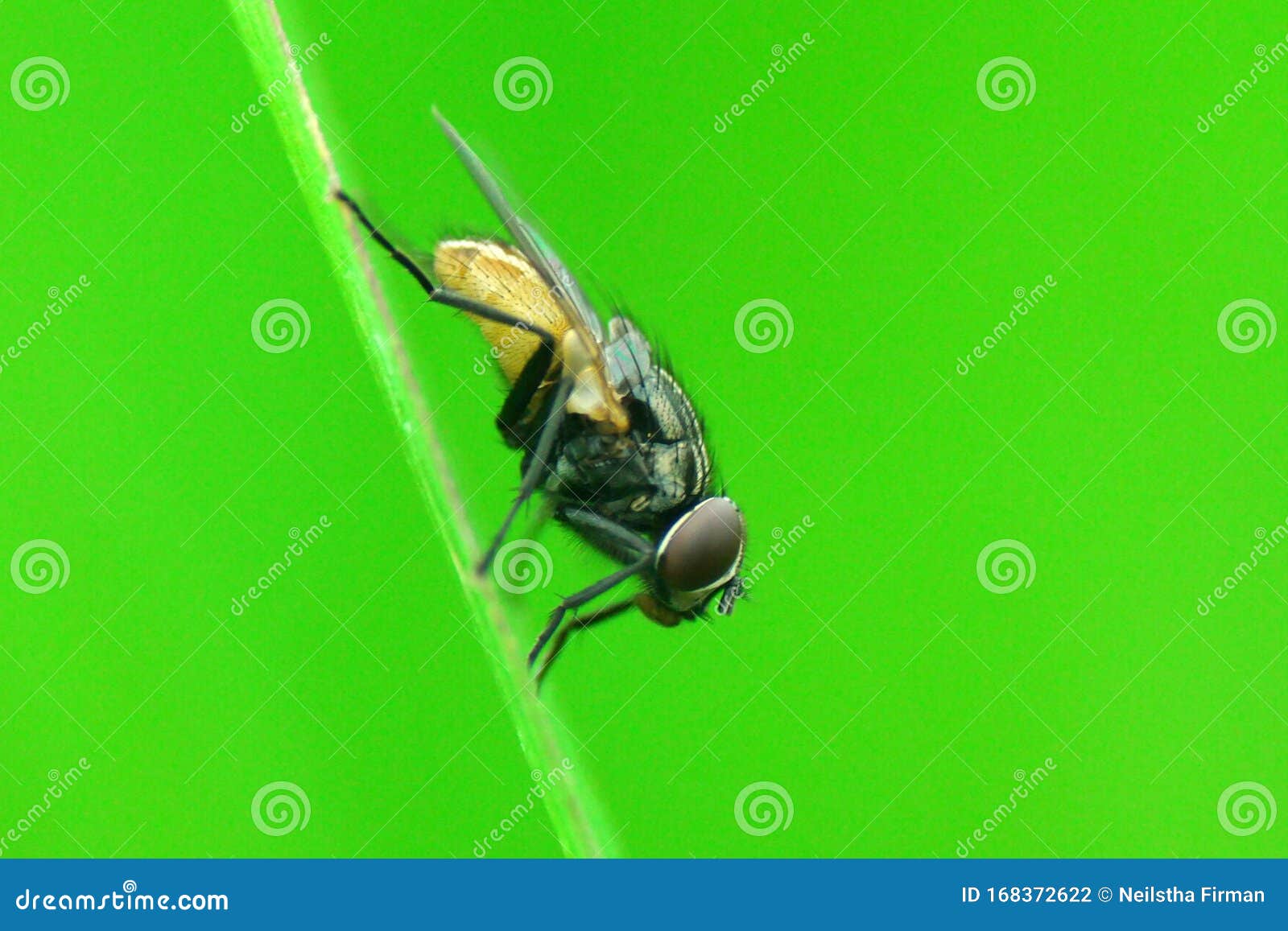 Close Up of Fly on a Tree Branch Stock Photo - Image of fresh, detail ...