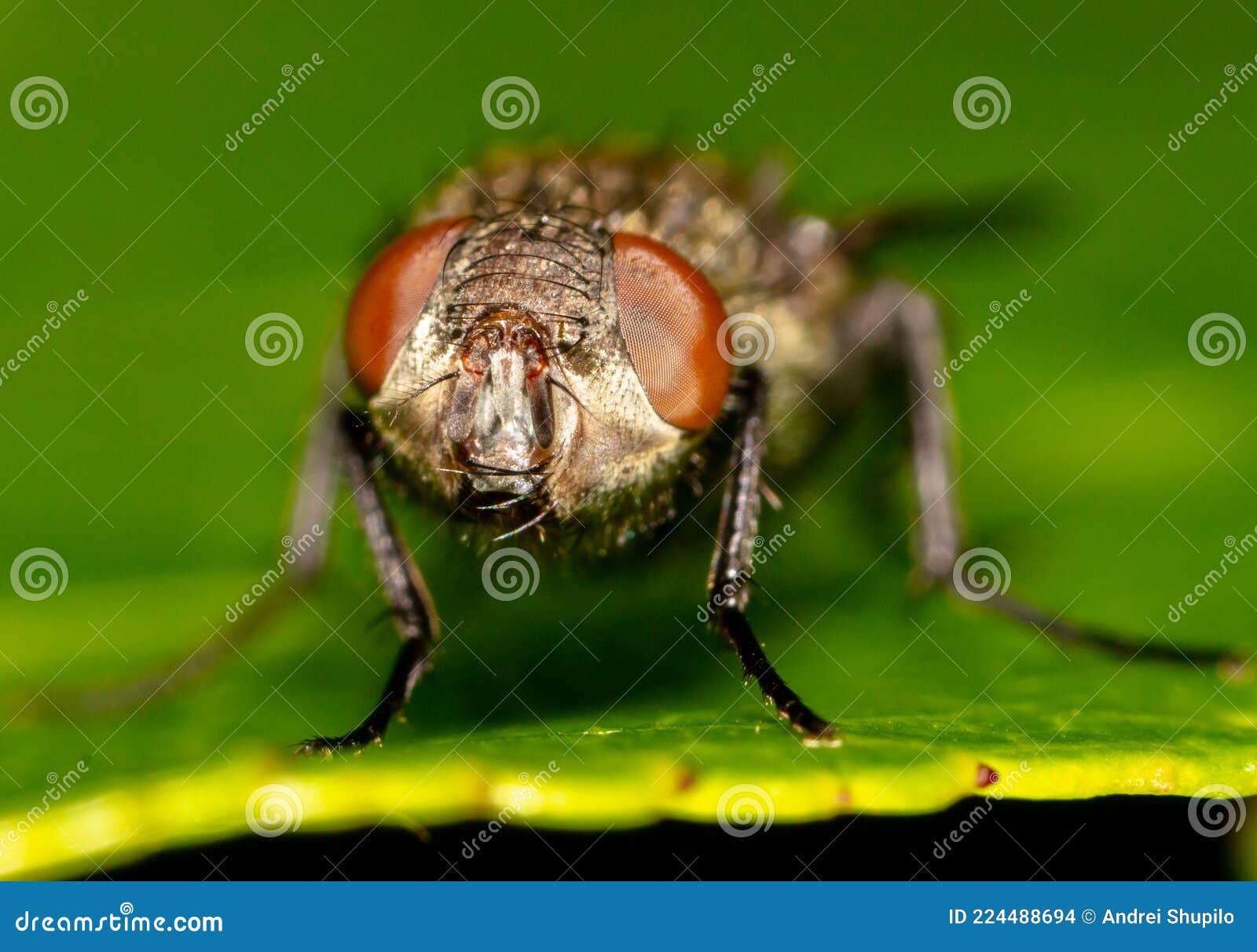 Close-up of a Fly on a Tree Leaf. Stock Photo - Image of disease ...