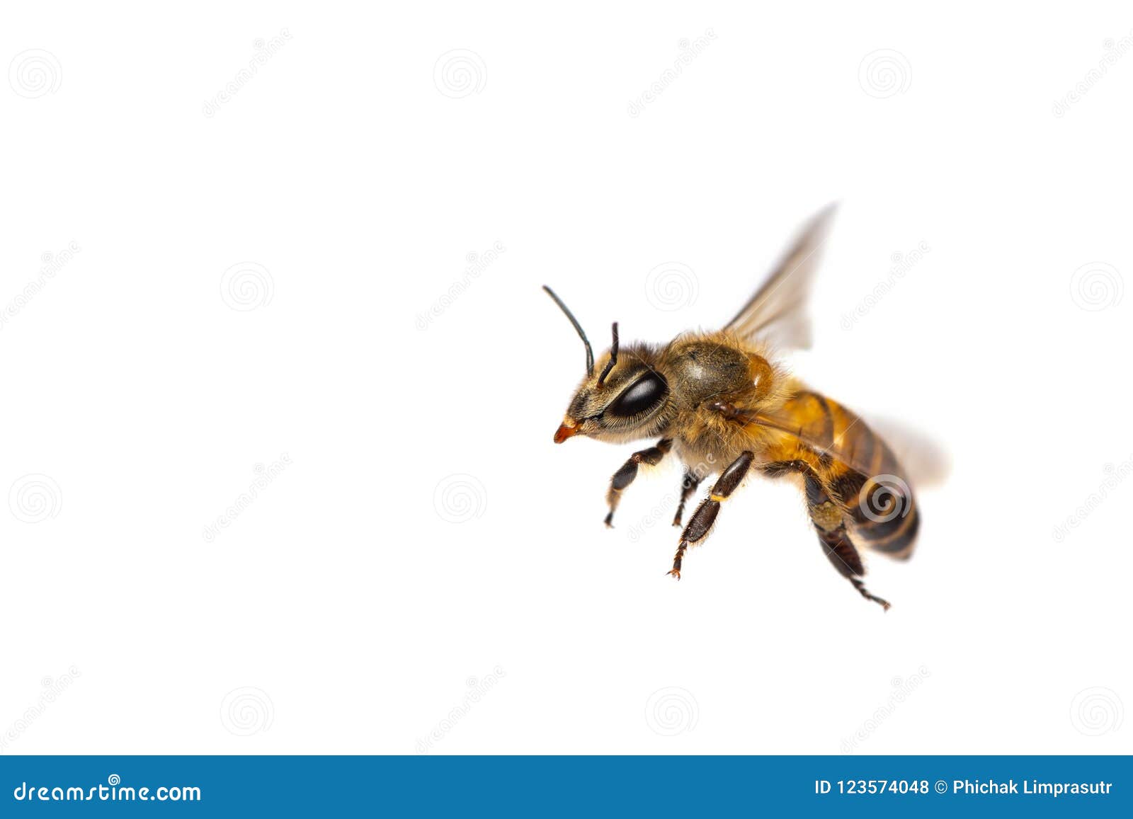 A Close Up of Flying Bee Isolated on White Background Stock Photo ...