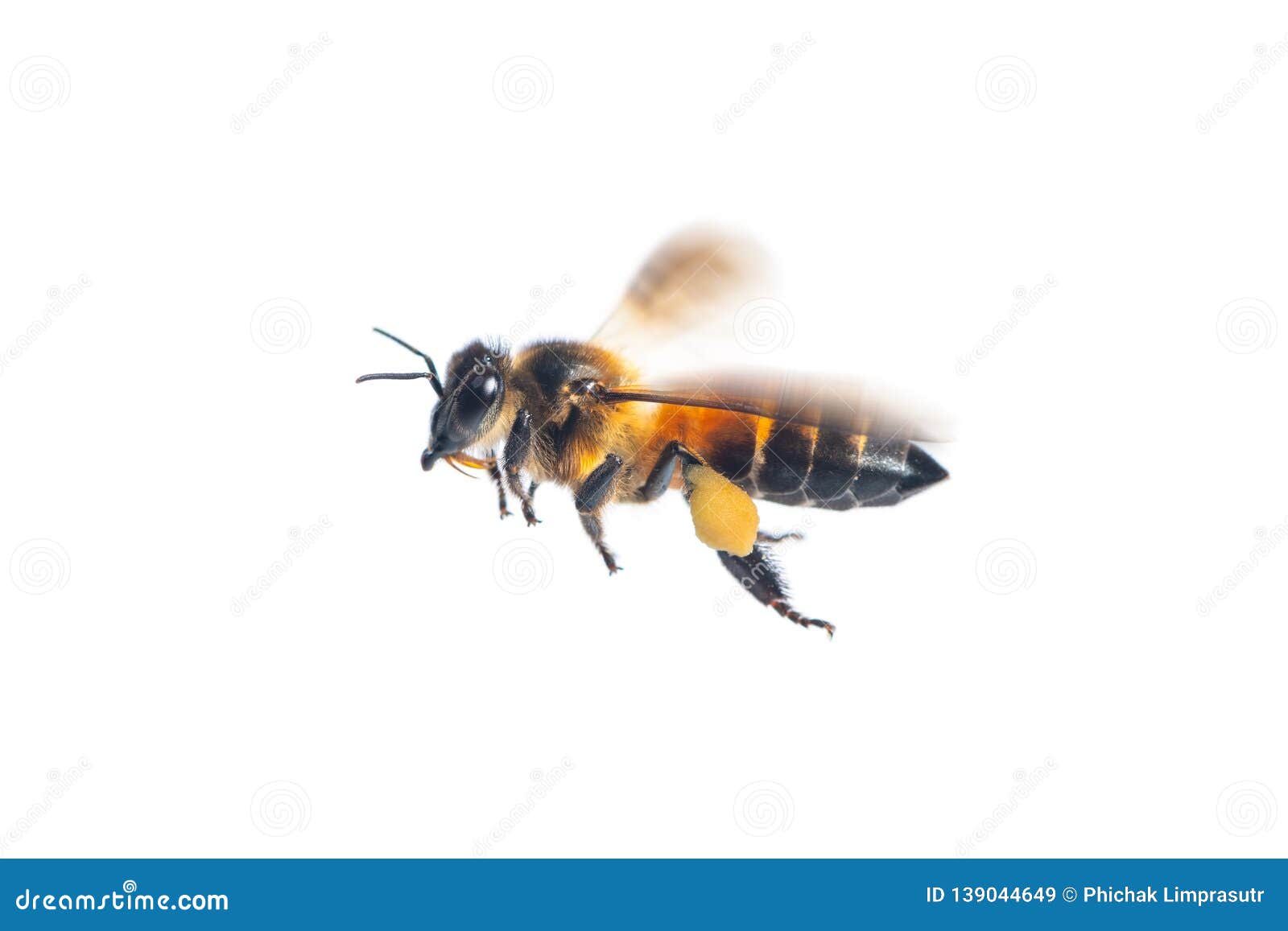 A Close Up of Flying Bee on White Background Stock Image - Image of ...