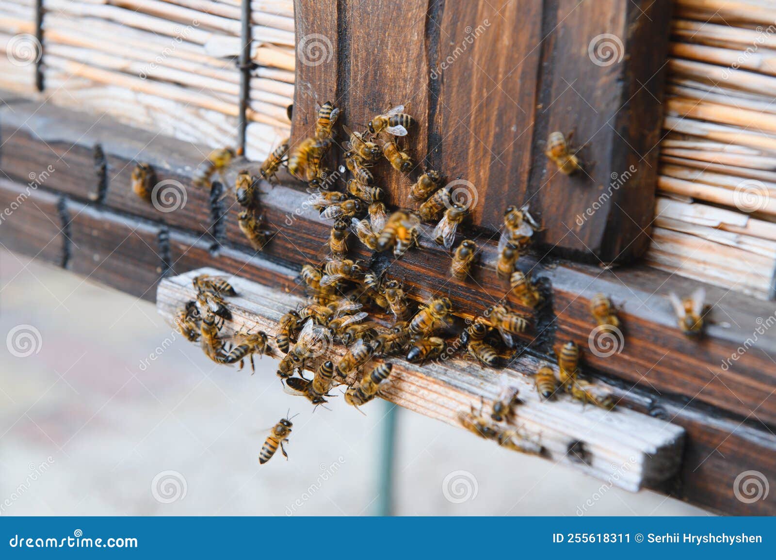 Close Up of Flying Bees. Wooden Beehive and Bees. Stock Image - Image ...