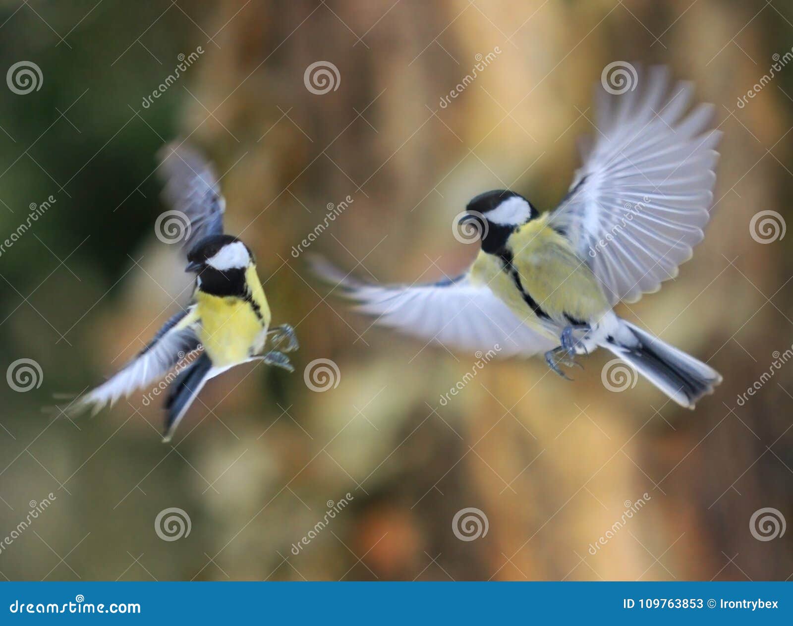 Close Up on Flying Birds Paridae Stock Image - Image of portrait ...