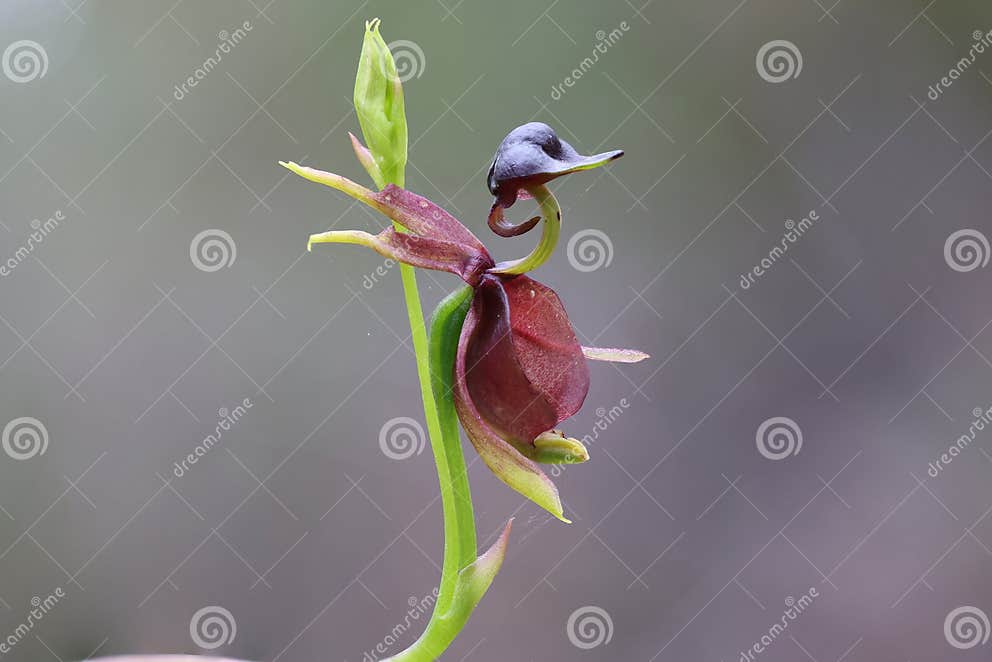 Flying Duck Orchid stock photo. Image of flora, close - 259246596
