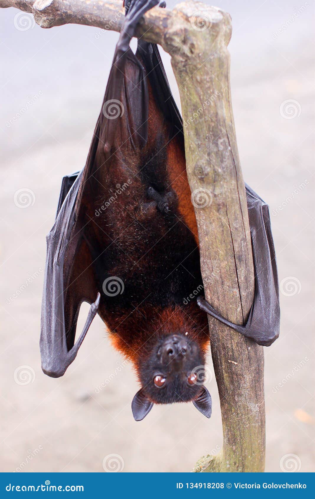 Close-up Flying Fox Hanging Down Head from Branch Stock Photo - Image ...