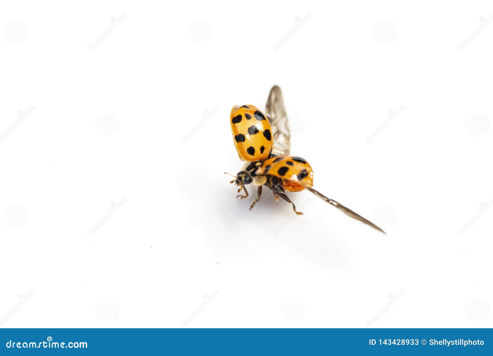Close Up of a Flying Ladybird Ladybug on White Background Stock Image ...