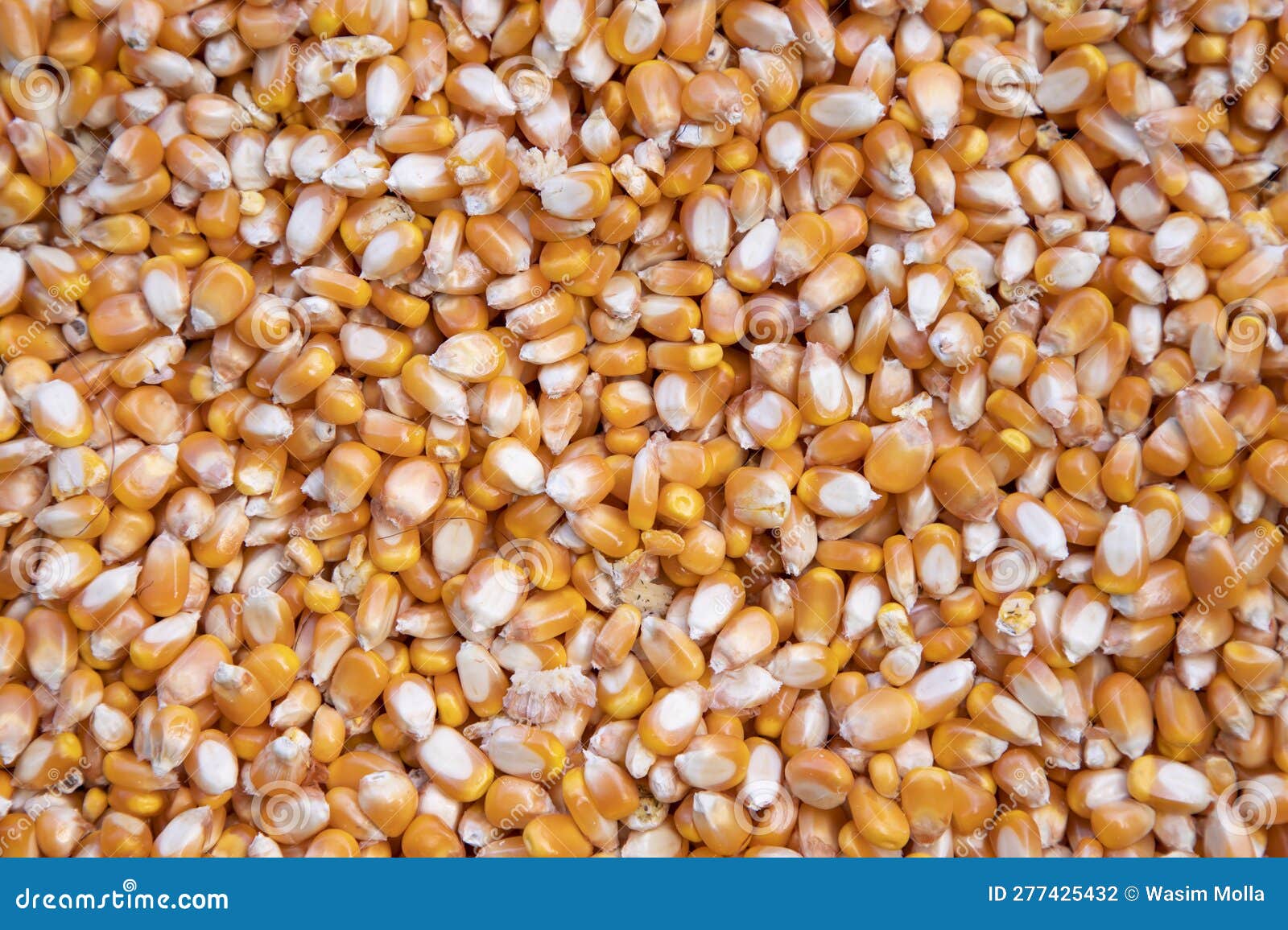 Close-up Focus Organic Corn Seed Pattern Texture Can Be Used As a ...