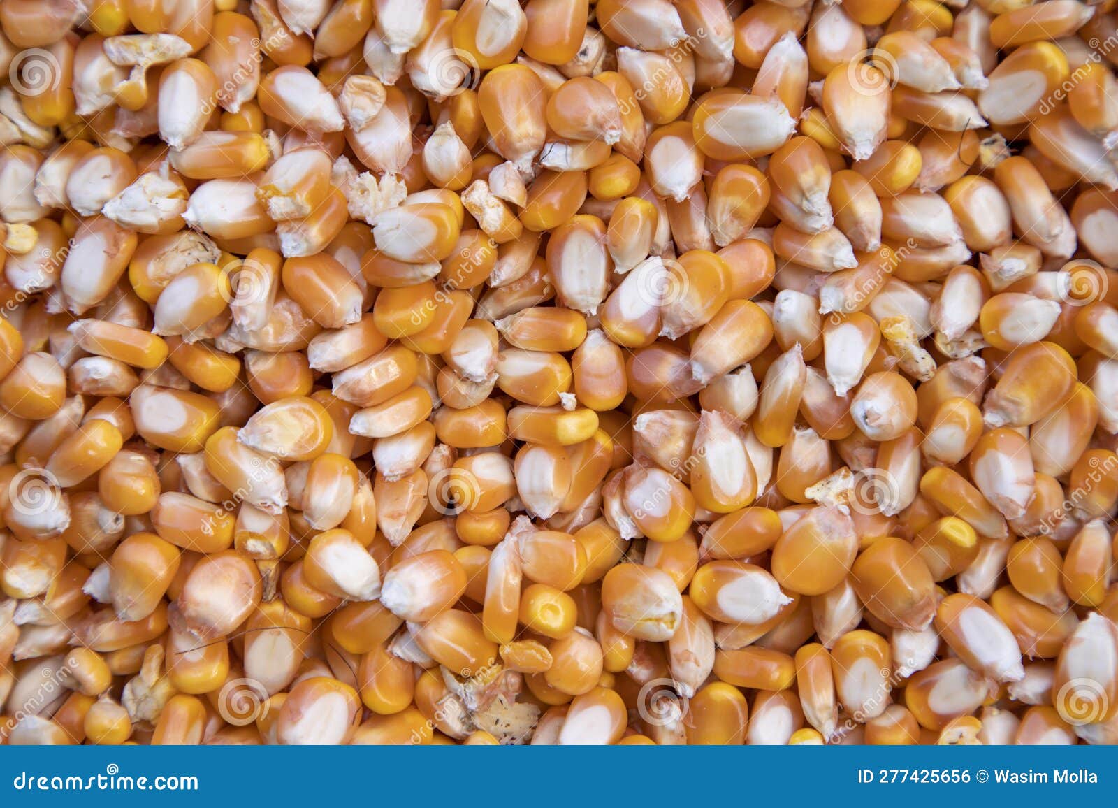 Close-up Focus Organic Corn Seed Pattern Texture Can Be Used As a ...