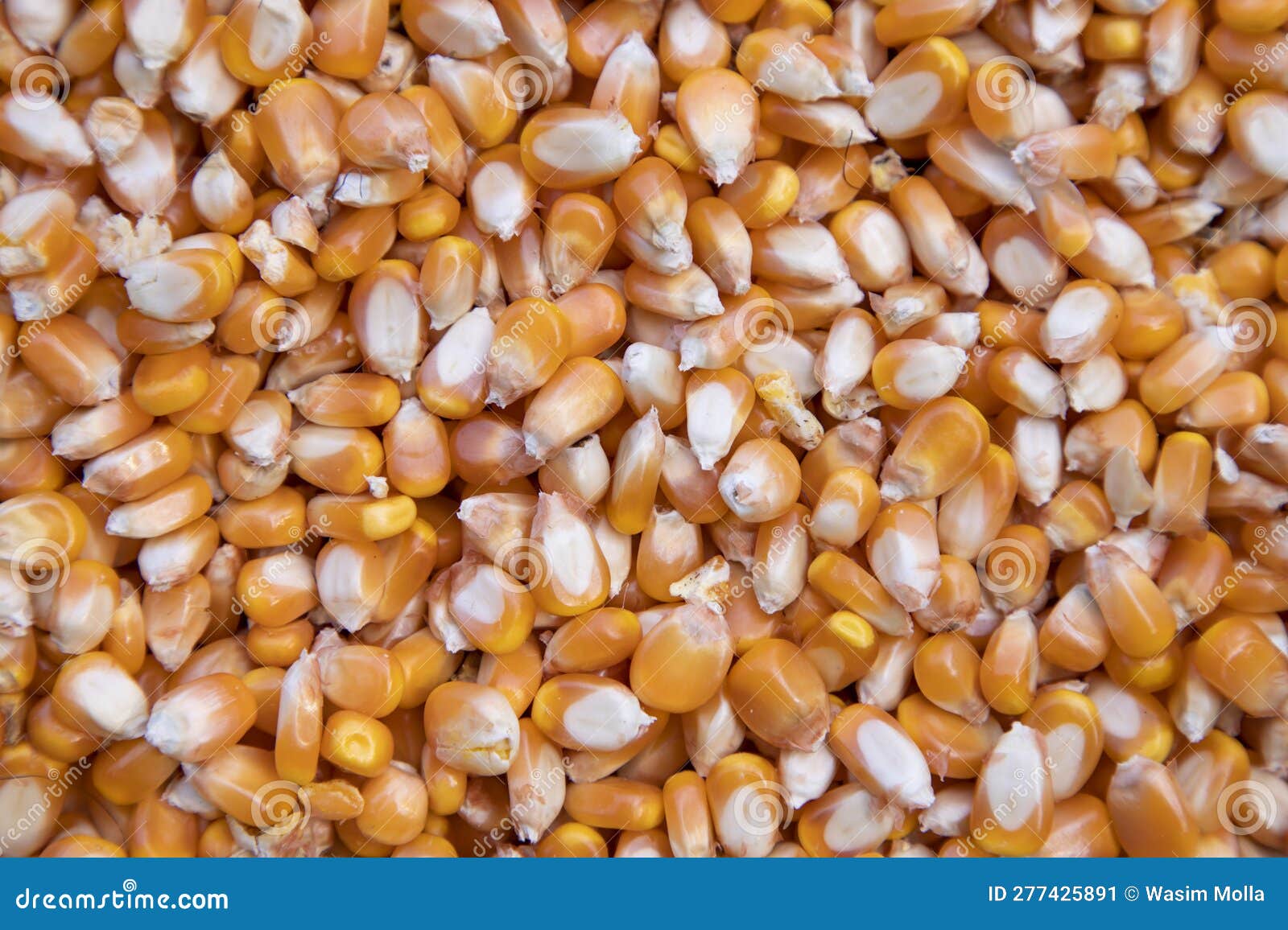 Close-up Focus Organic Corn Seed Pattern Texture Can Be Used As a ...
