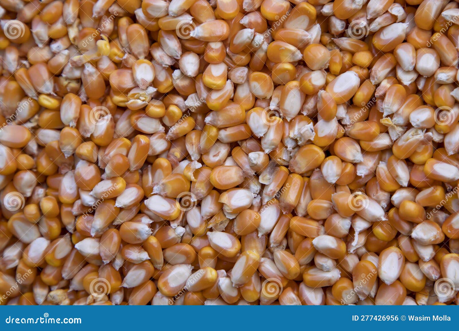 Close-up Focus Organic Corn Seed Pattern Texture Can Be Used As a ...