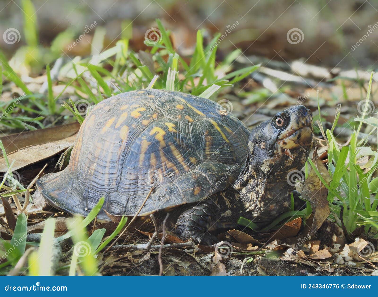 A Close-up Focus Stacked Image of an Eastern Box Turtle in the Leaves ...