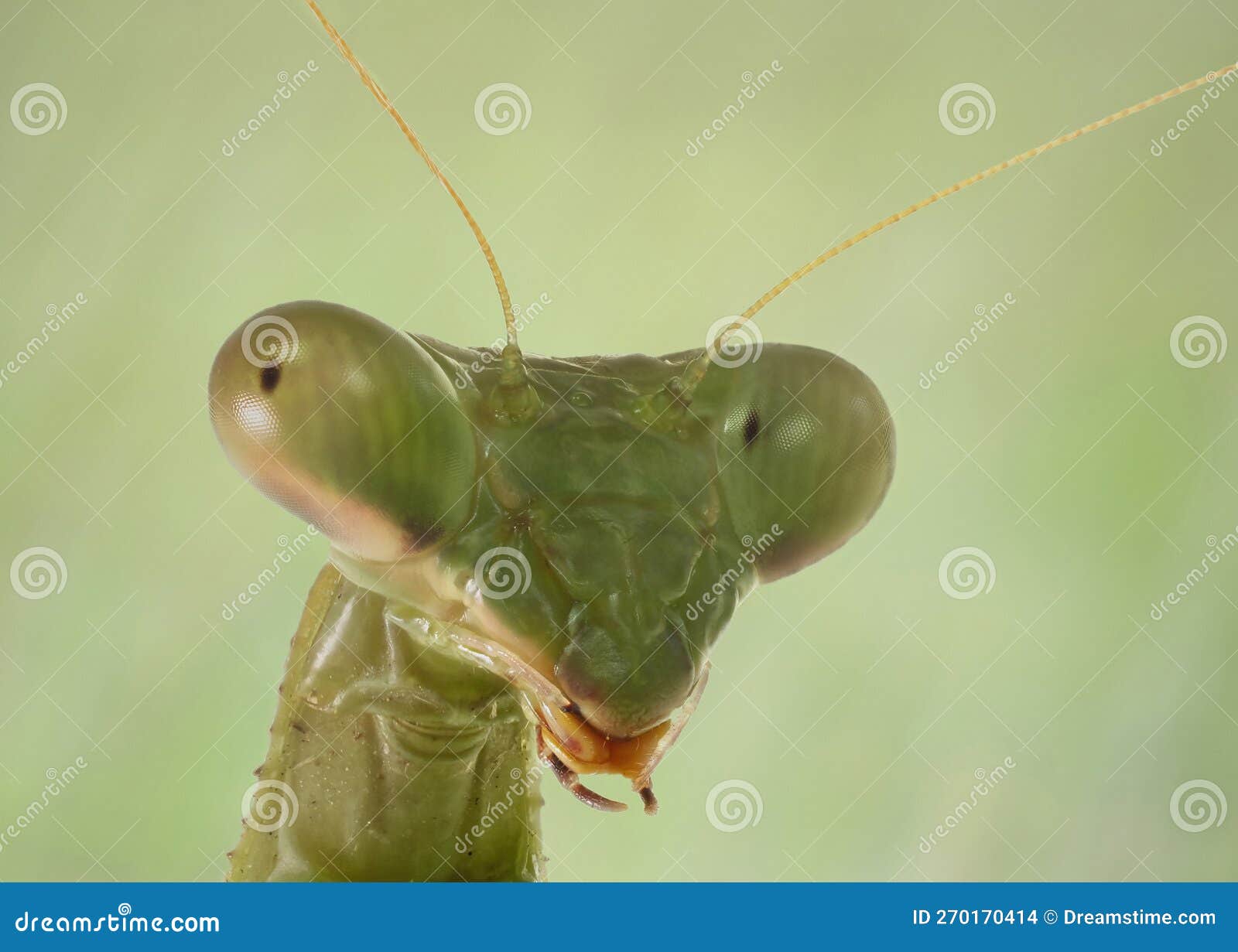 A Close-up Focus Stacked Image of the Head of Carolina Praying Mantis ...