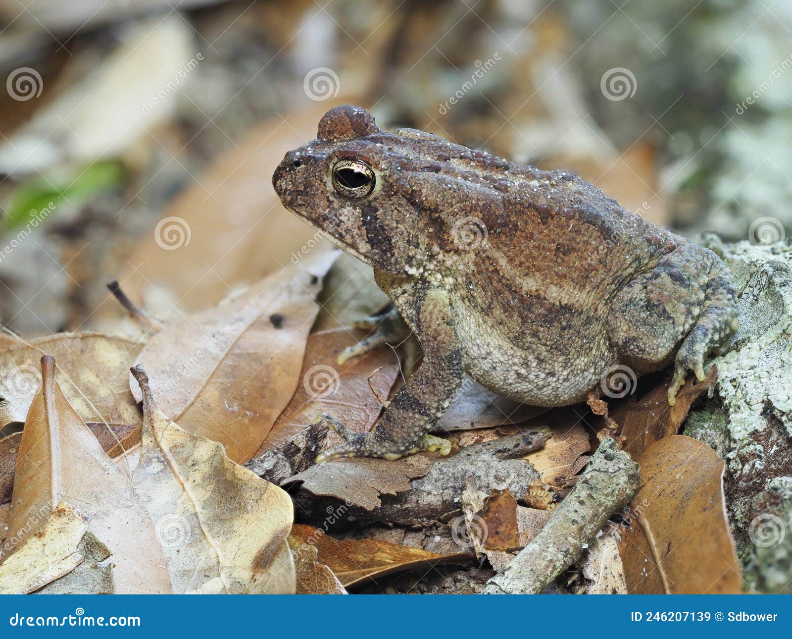 A Close-up Focus Stacked Image of a Southern Toad, Hiding in the Leaf ...