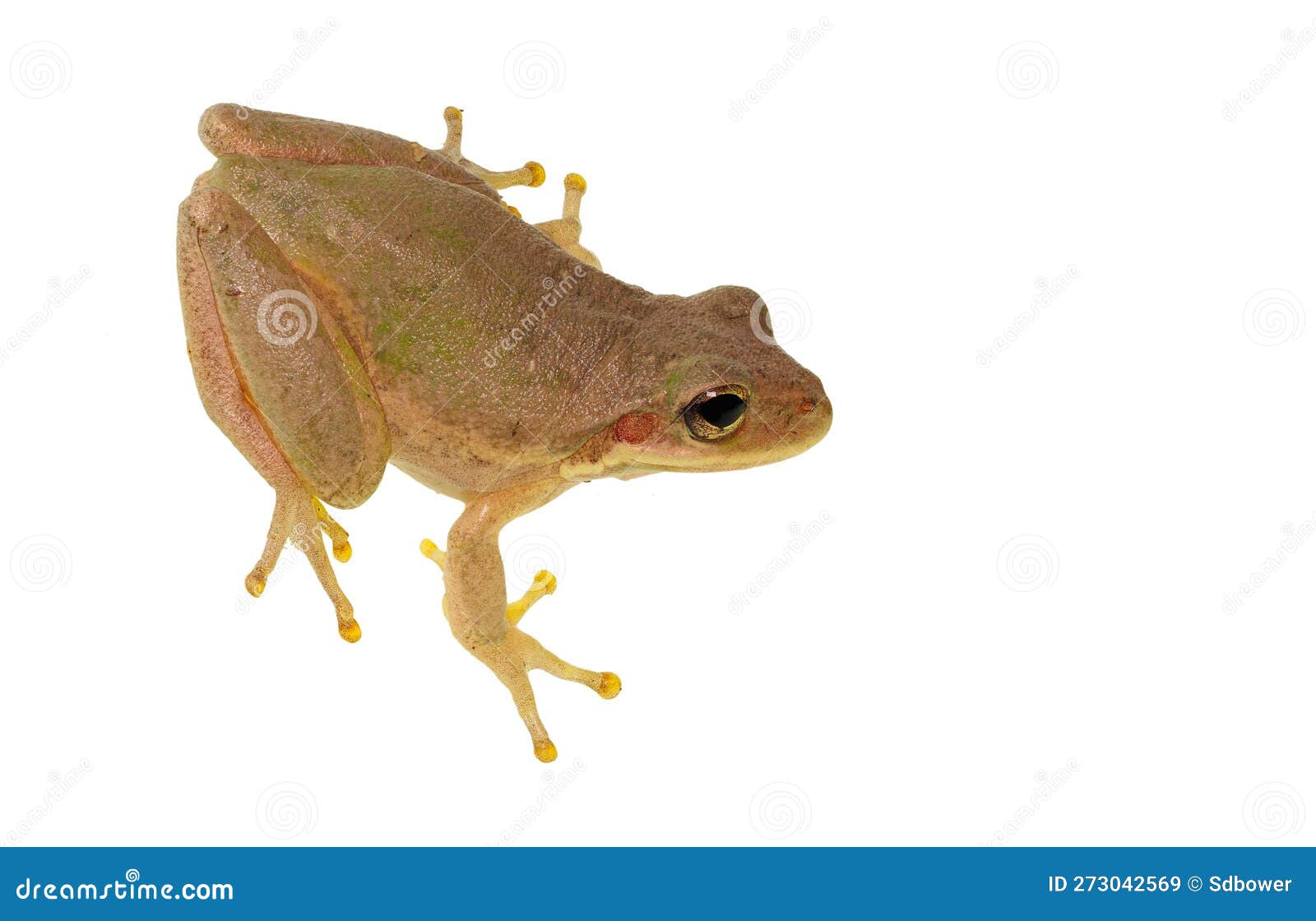 A Close-up Focus Stacked Image of a Squirrel Tree Frog Isolated on ...