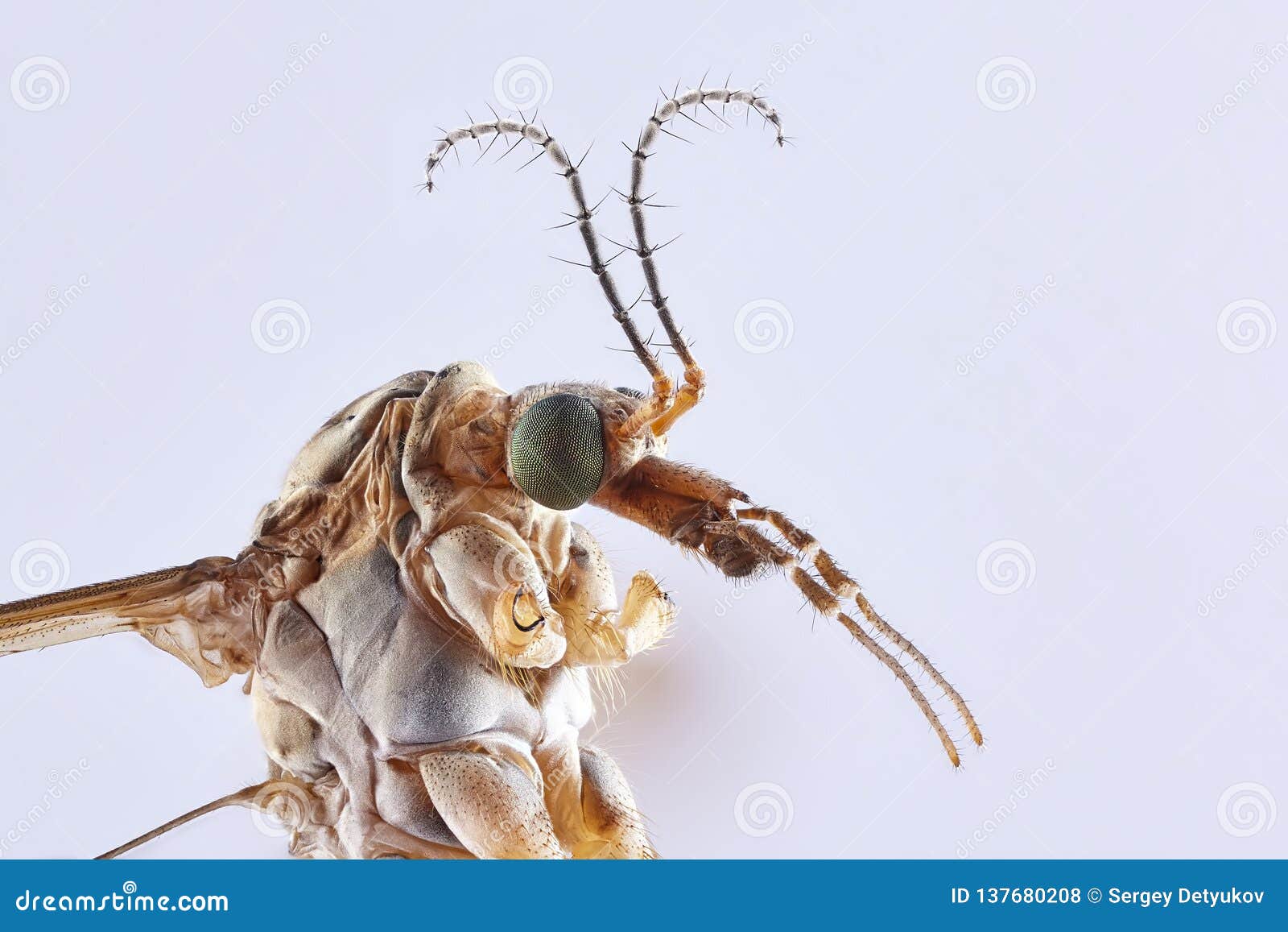 Close Up Focus Stacking - Large Crane-fly, Crane Fly, Giant Cranefly ...