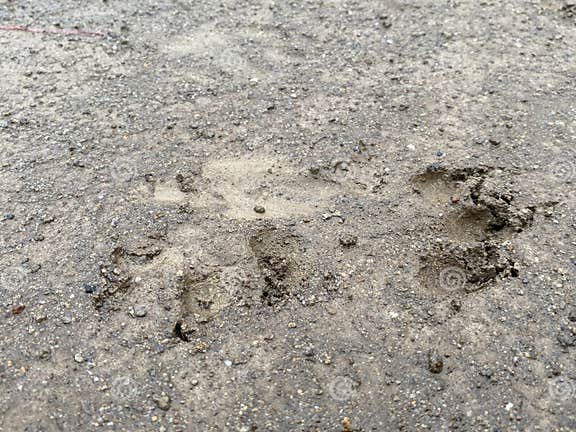 Footprints in the ground stock image. Image of imprint - 313383493