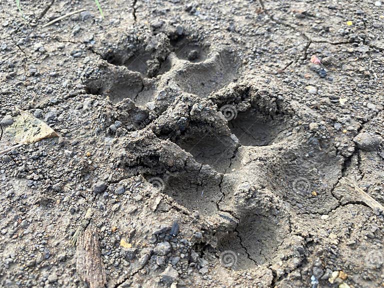 Footprints in the ground stock photo. Image of track - 320508120