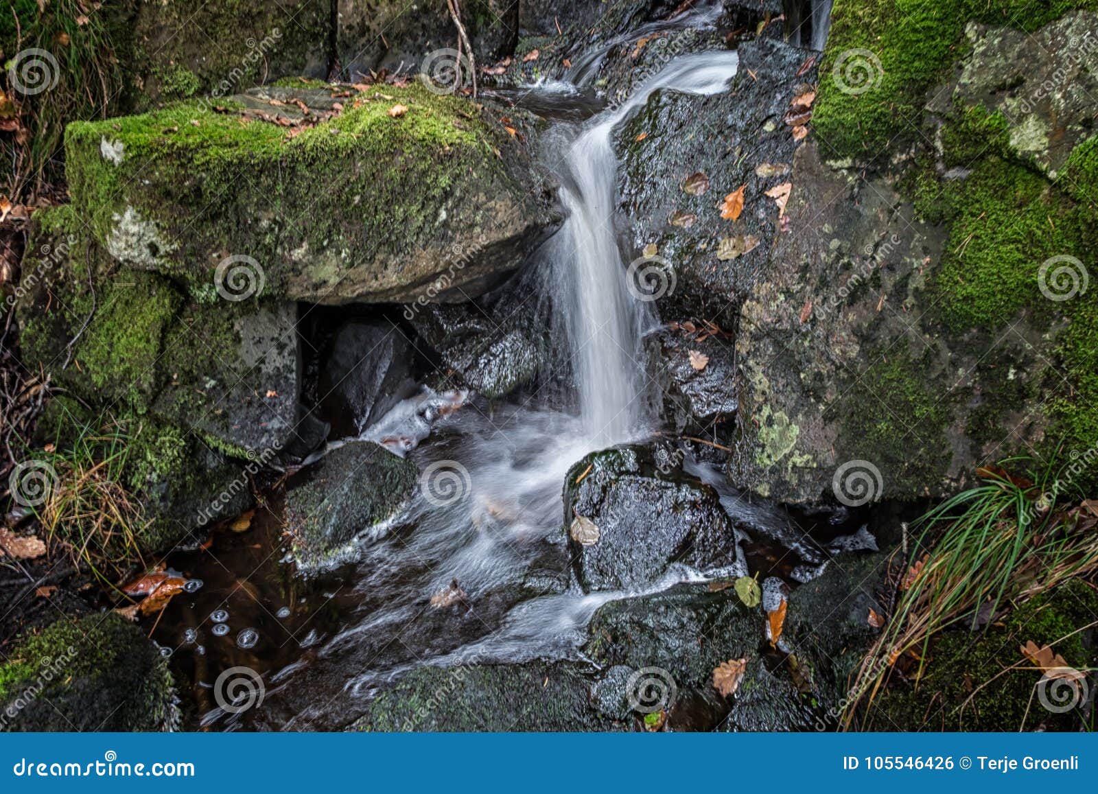 Nature close up in forest stock photo. Image of dark - 105546426