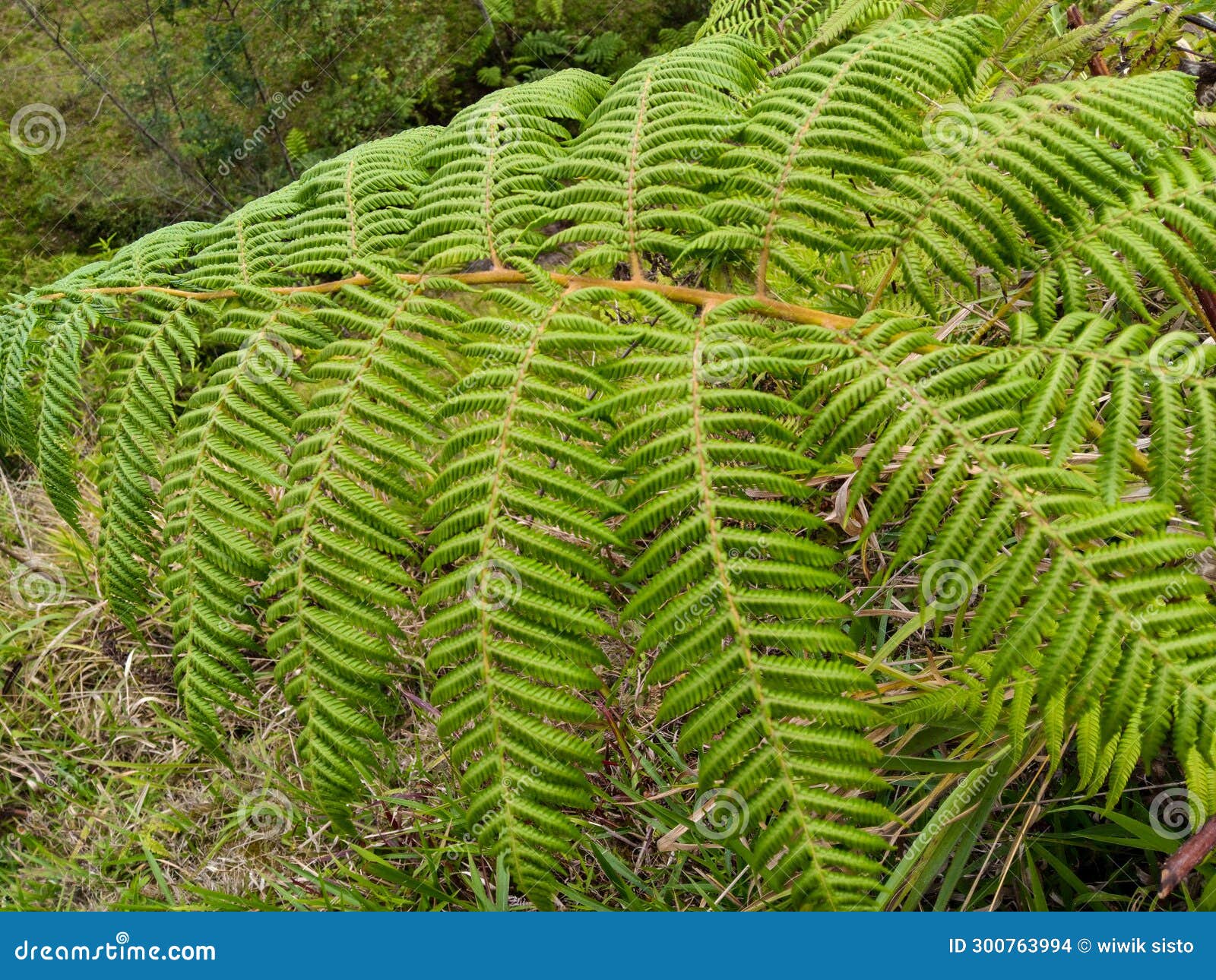 Texture of Large Forest Fern Leaves Stock Photo - Image of texture ...
