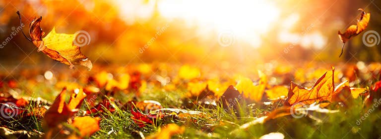 Close-up of Forest Floor in Autumn with Grass, Falling Leaves and ... Close-up of Forest Floor in Autumn with Grass, Falling Leaves and ...