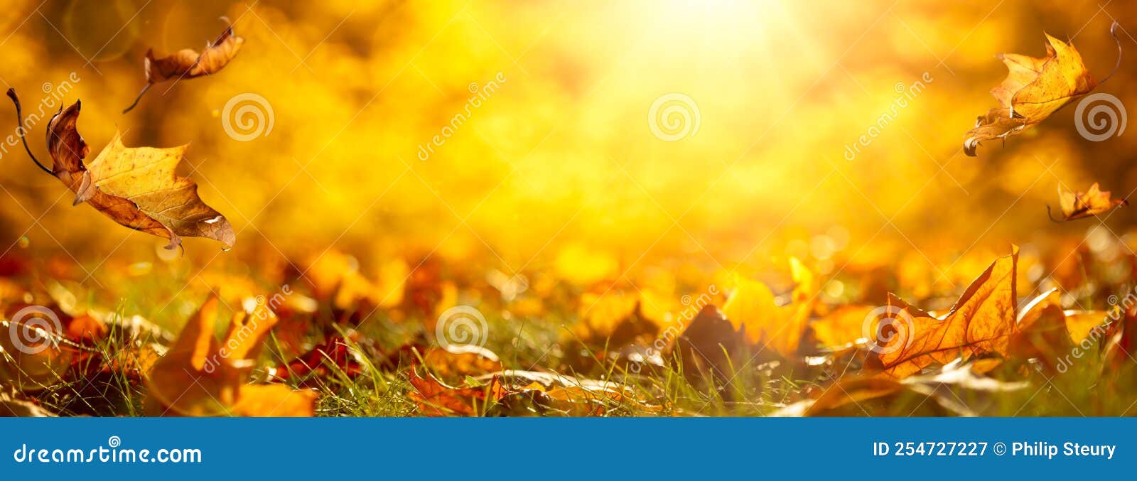 Close-up of Forest Floor with Falling Leaves and Soft Golden Light ... Close-up of Forest Floor with Falling Leaves and Soft Golden Light ...