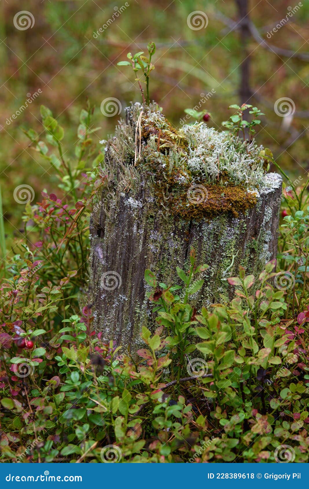 Close Up of Forest Micro Plants Stock Photo - Image of cladoniaceae ...