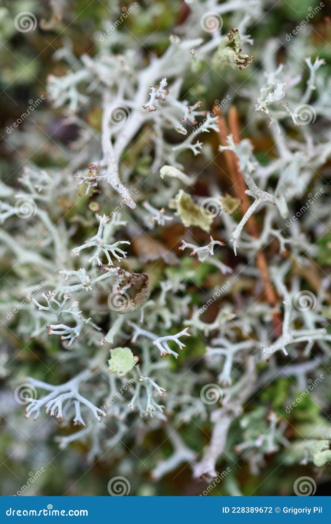 Close Up of Forest Micro Plants Stock Photo - Image of forest, design ...