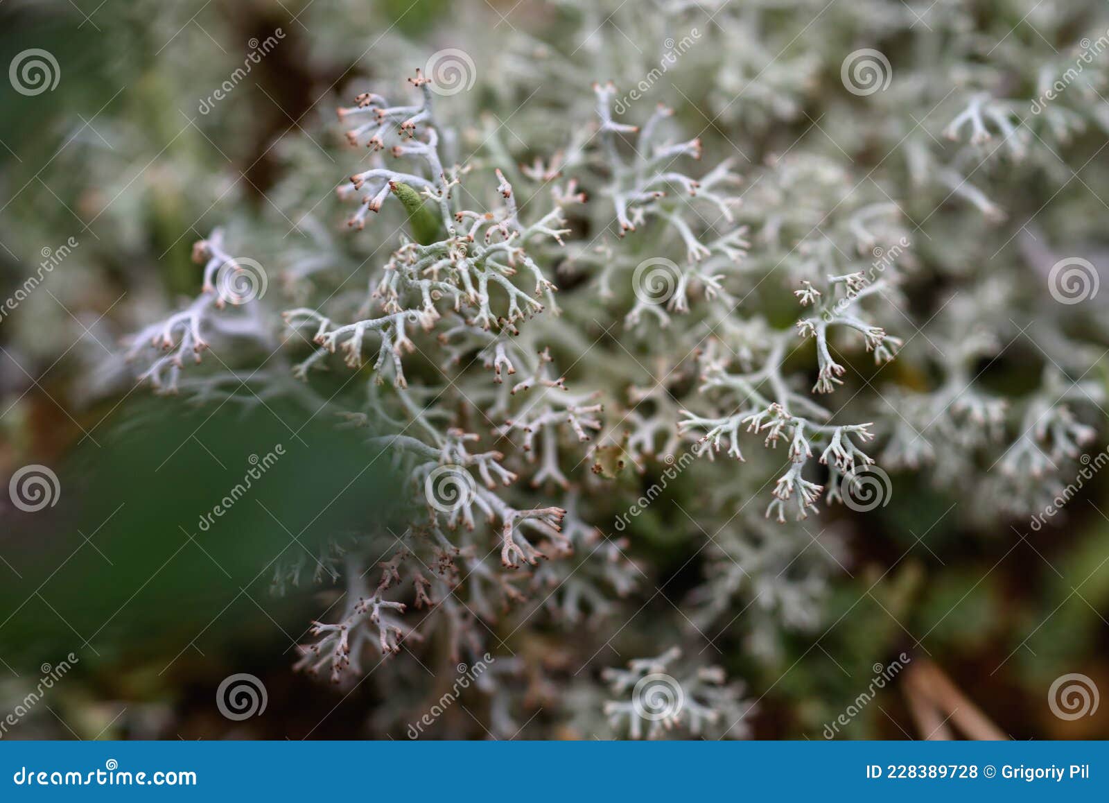 Close Up of Forest Micro Plants Stock Photo - Image of flora, growth ...