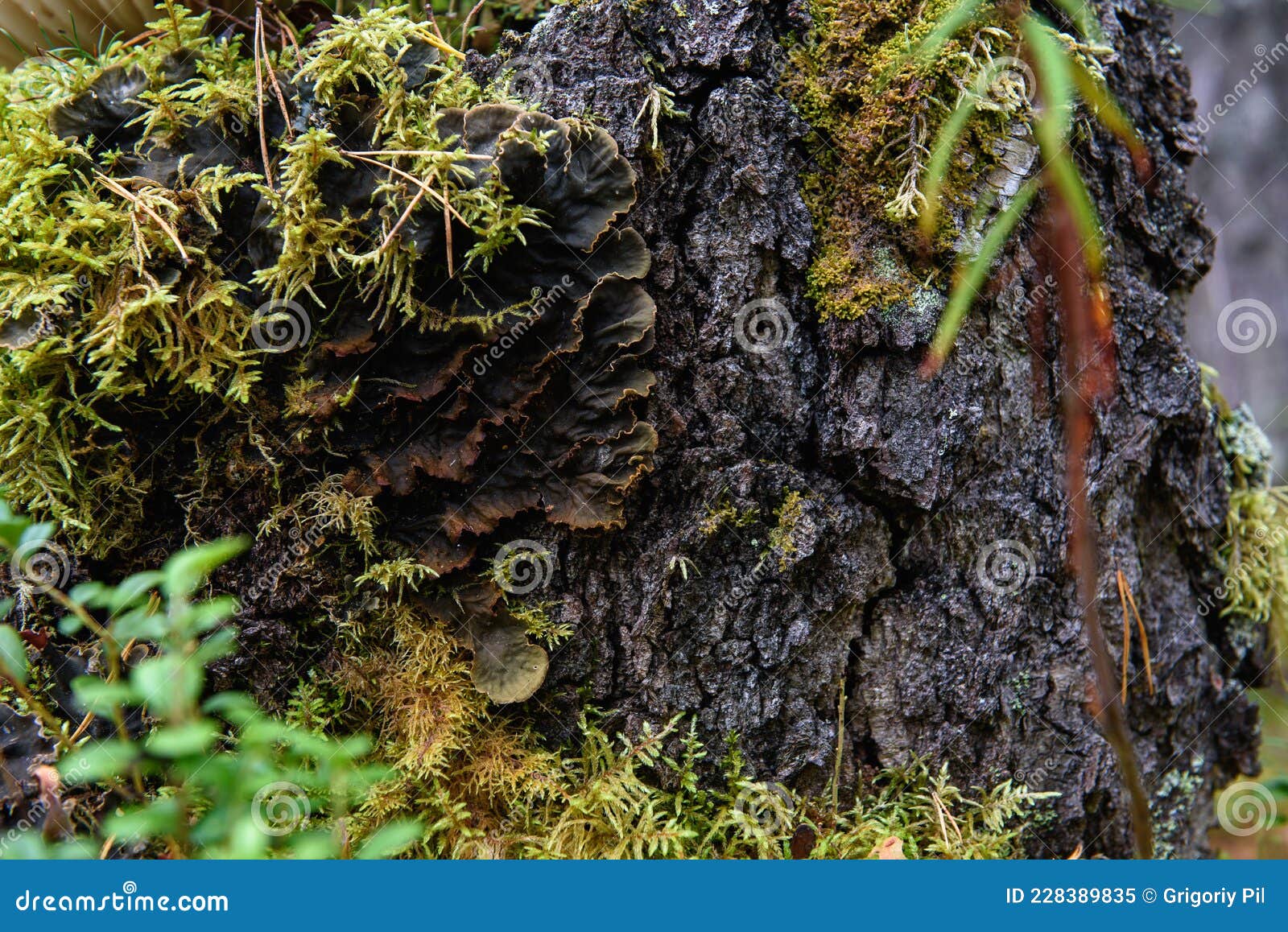 Close Up of Forest Micro Plants Stock Image - Image of flora, autumn ...