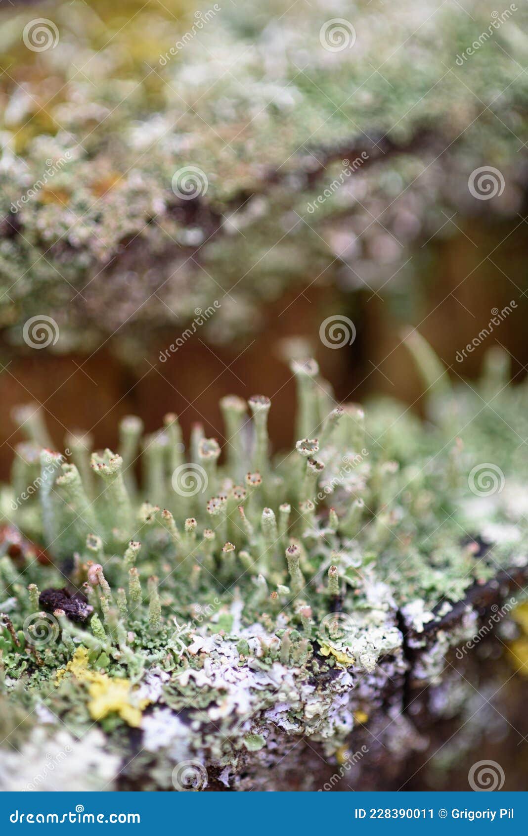 Close Up of Forest Micro Plants Stock Image - Image of growth, macro ...