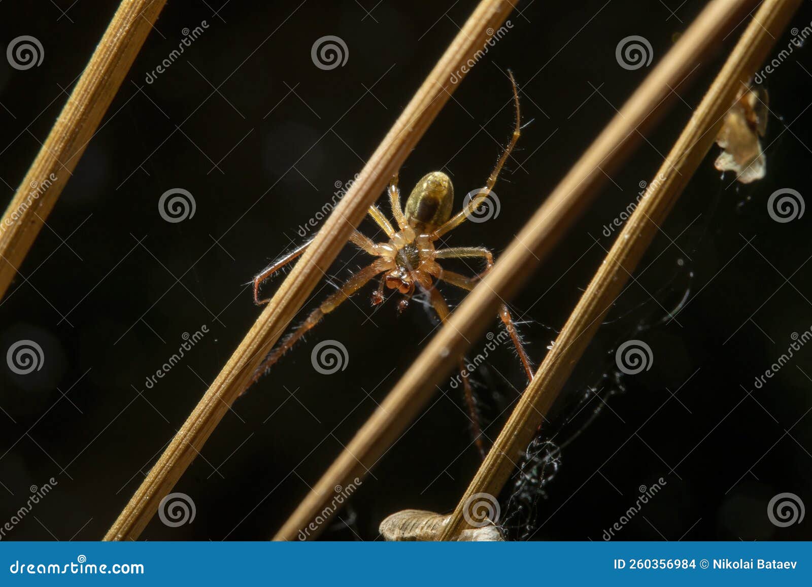 Close-up of a Forest Spider Stock Photo - Image of brown, arachnida ...