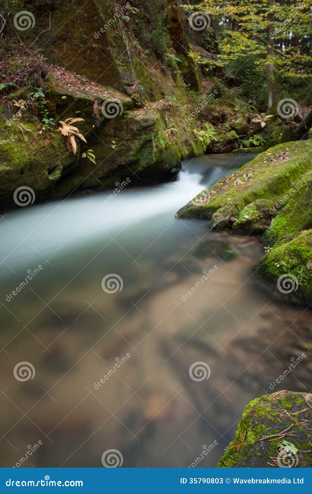 Close up of forest stream stock image. Image of fresh - 35790803