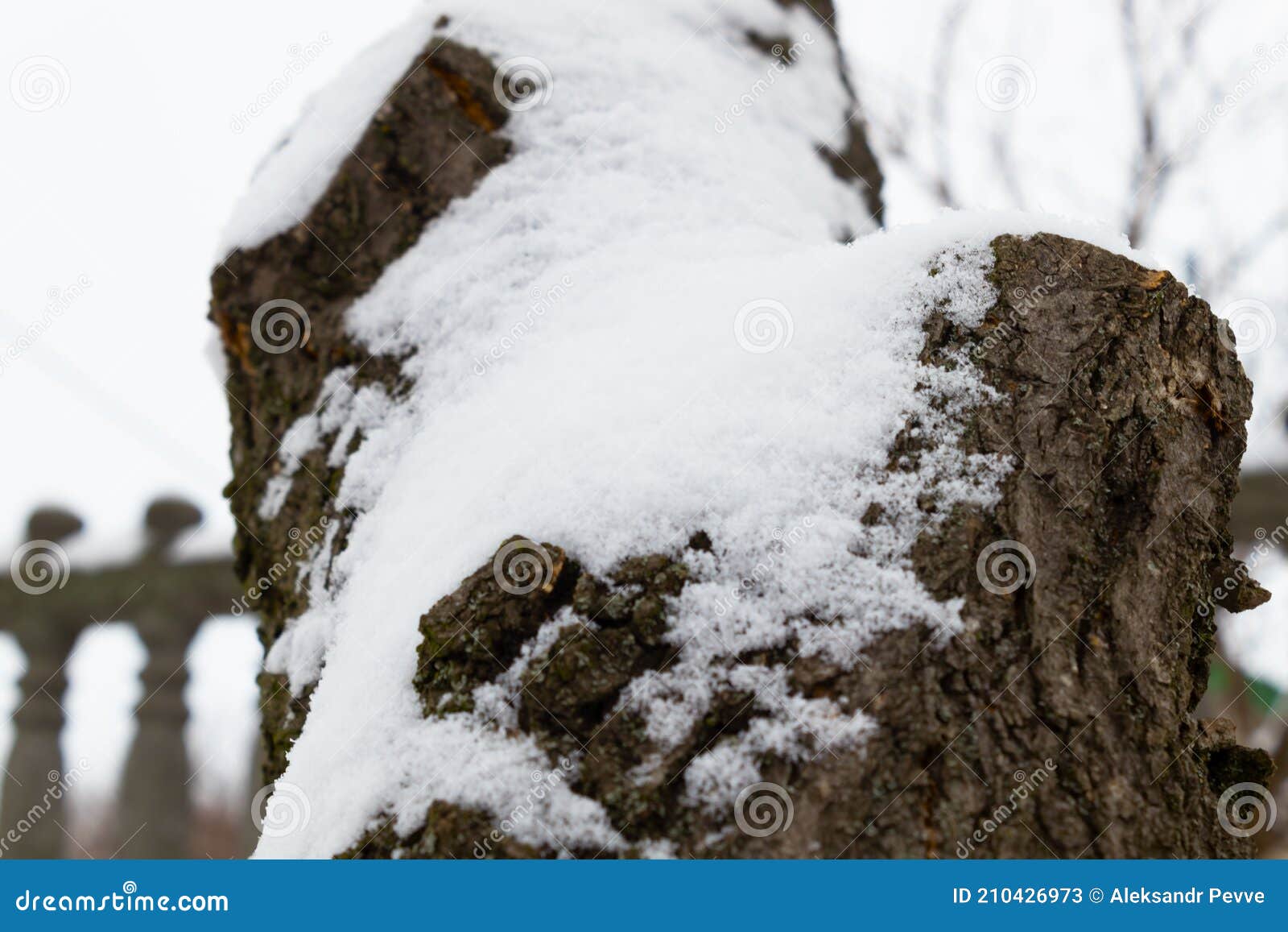 Close-up of a Forked Stump, Which is Covered with Snow, and an Old ...