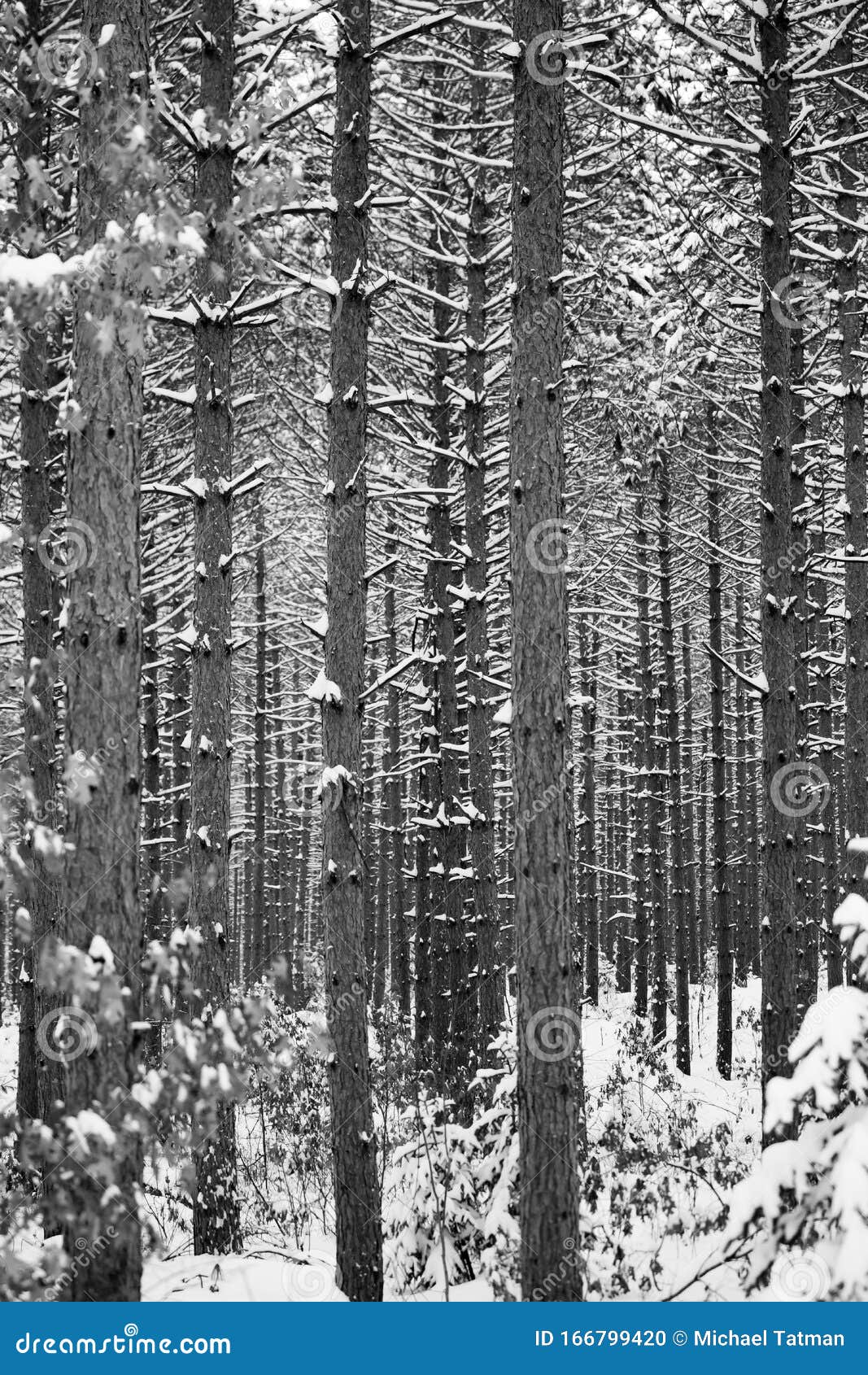Close Up of a Forrest of Pine Trees after a Snow Storm, B&W Vertical ...