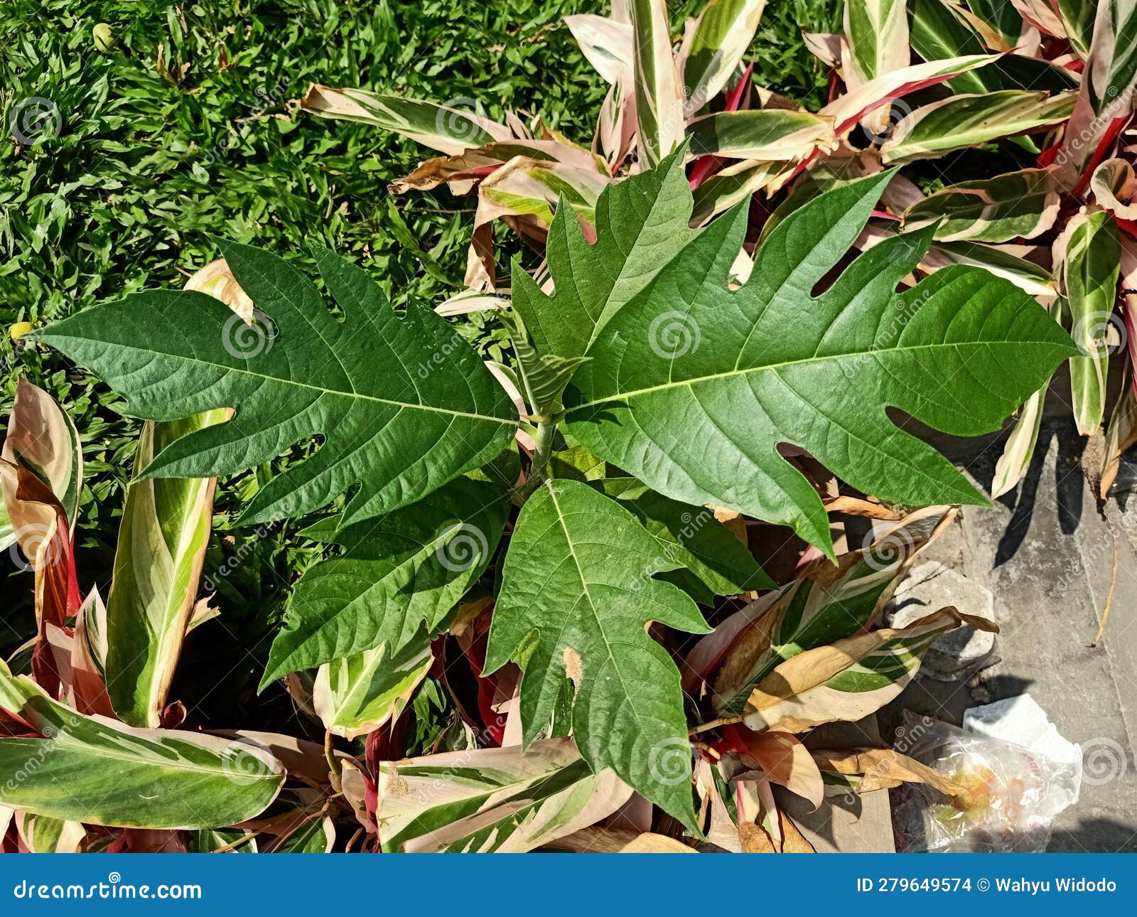 Close up of fosberg plant stock photo. Image of background - 279649574